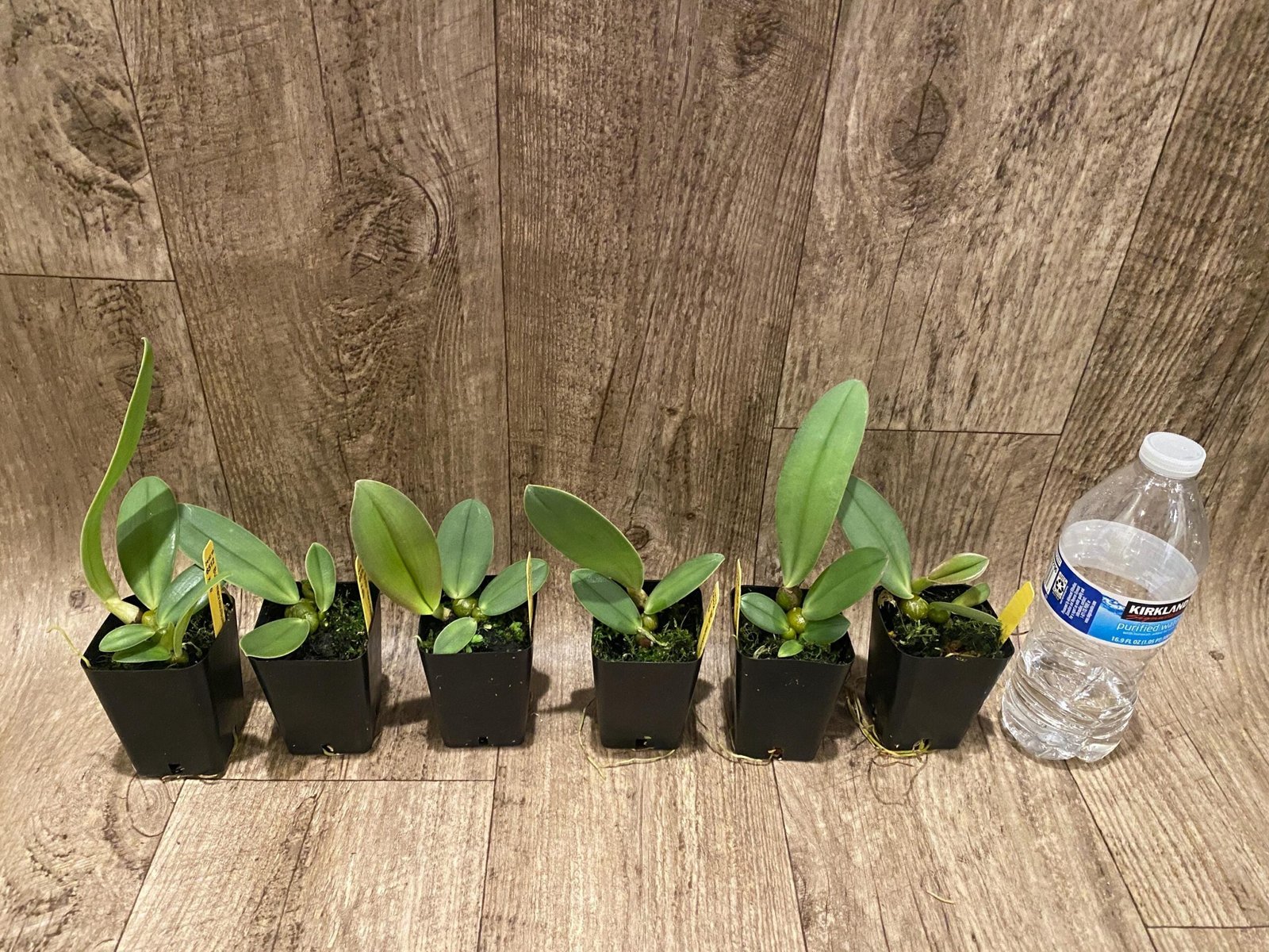 Bulbophyllum macrobulbum × sib (2.25” Pot) - Everything Orchids