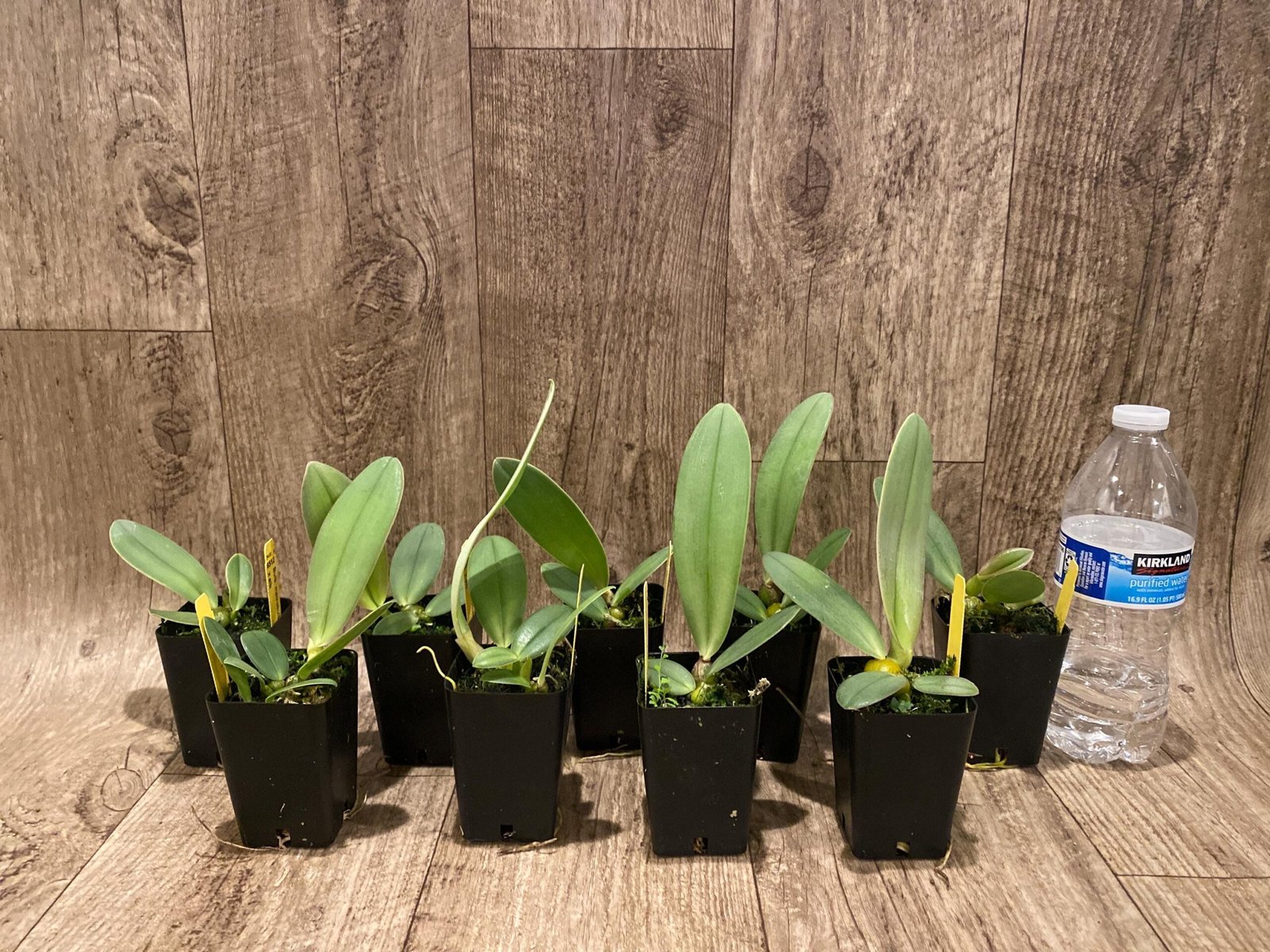 Bulbophyllum macrobulbum × sib (2.25” Pot) - Everything Orchids