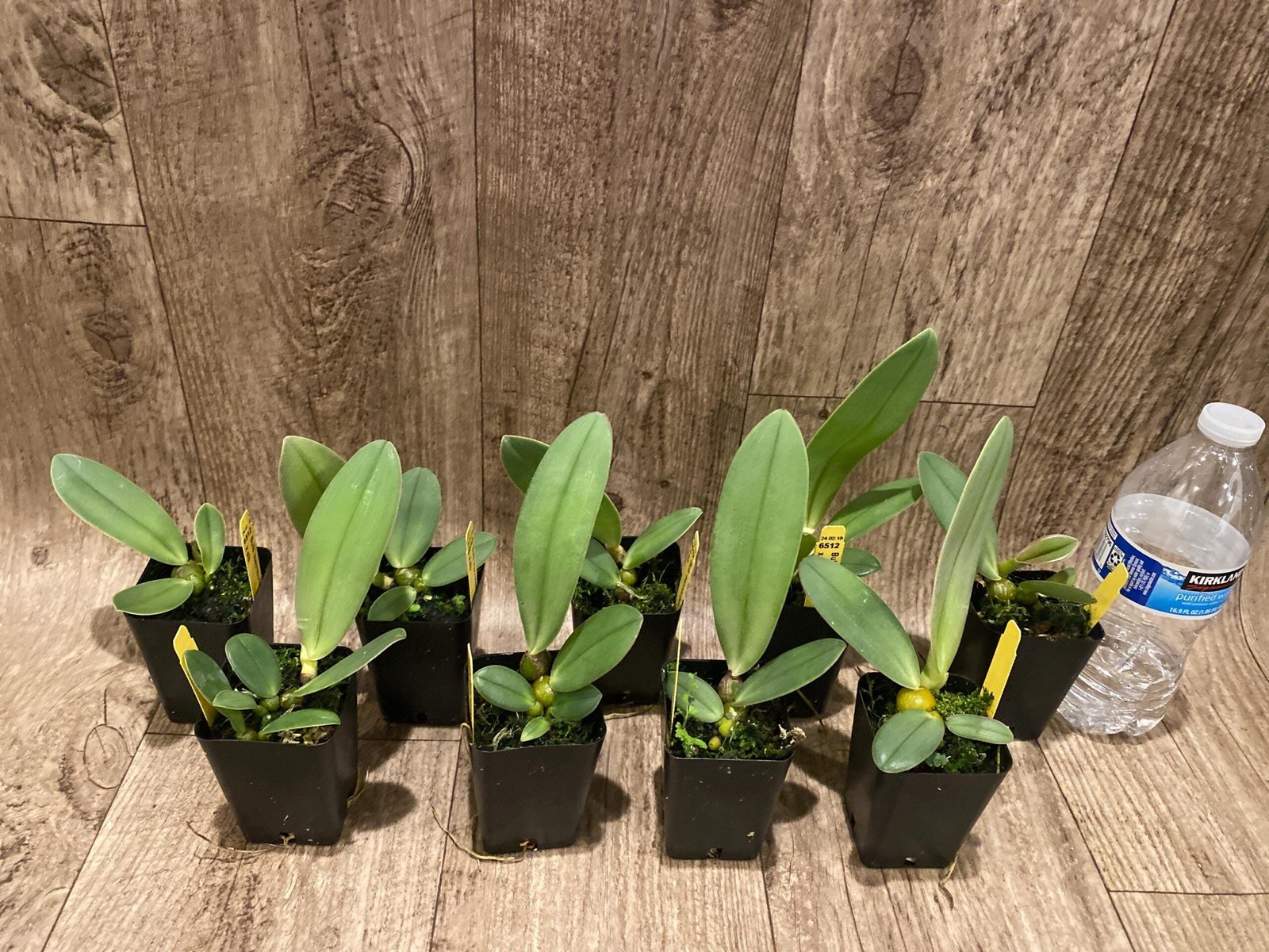 Bulbophyllum macrobulbum × sib (2.25” Pot) - Everything Orchids