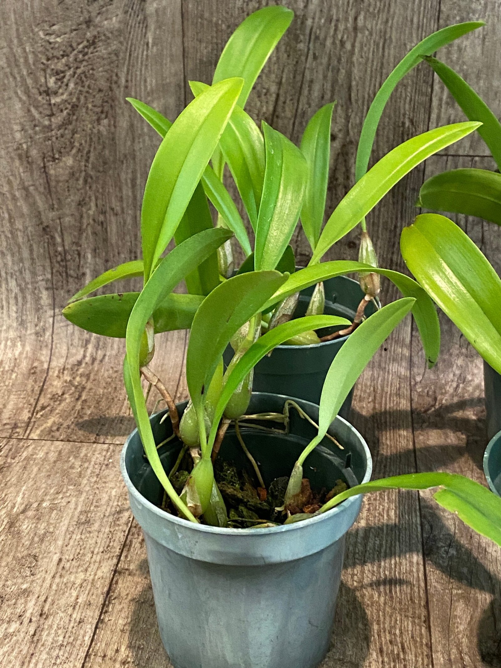 Bulbophyllum masdevalliaceum (BS, 3.5″ pot) - Everything Orchids