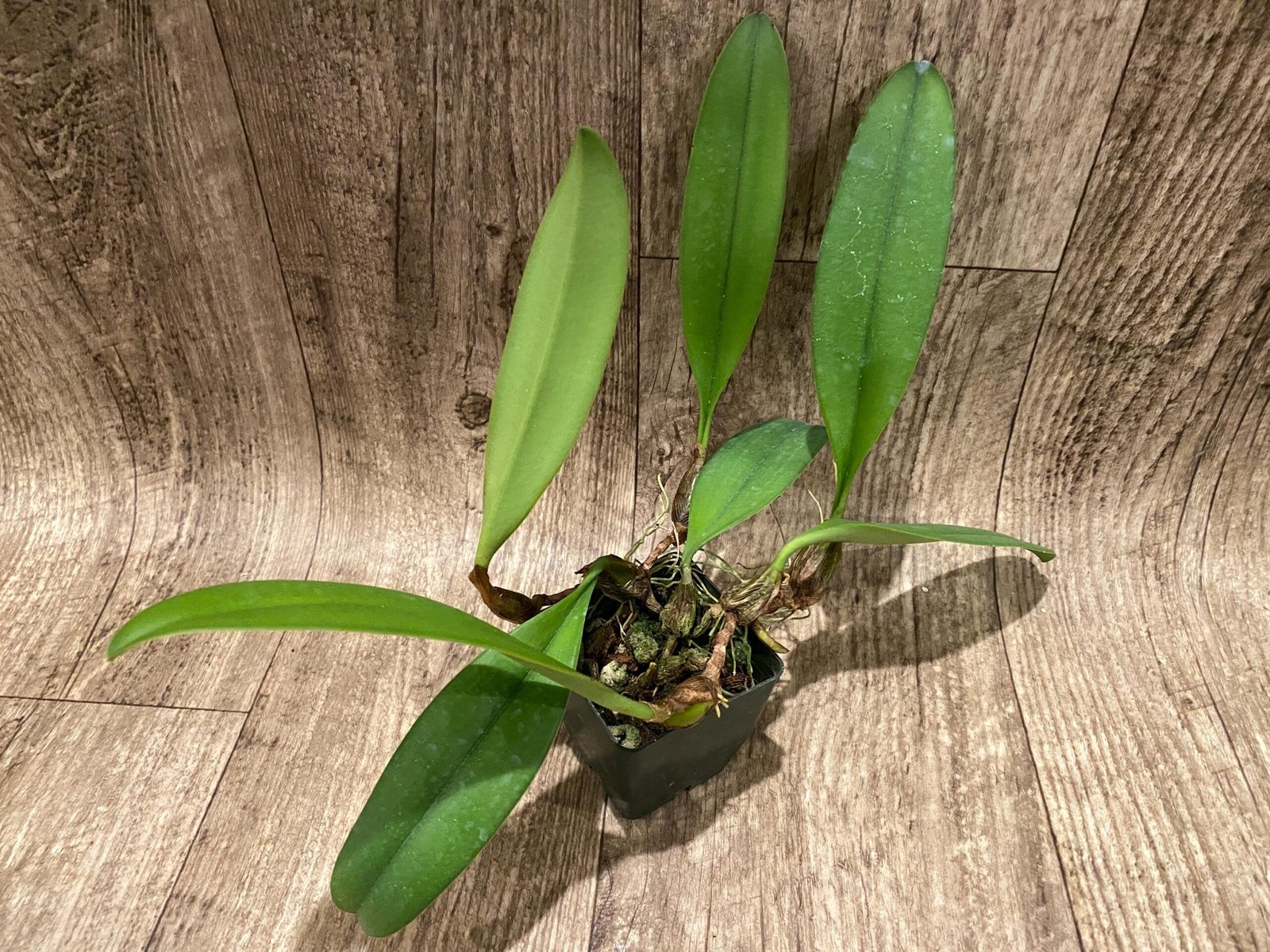 Bulbophyllum mastersianum x medusae (3″ pot) - Everything Orchids