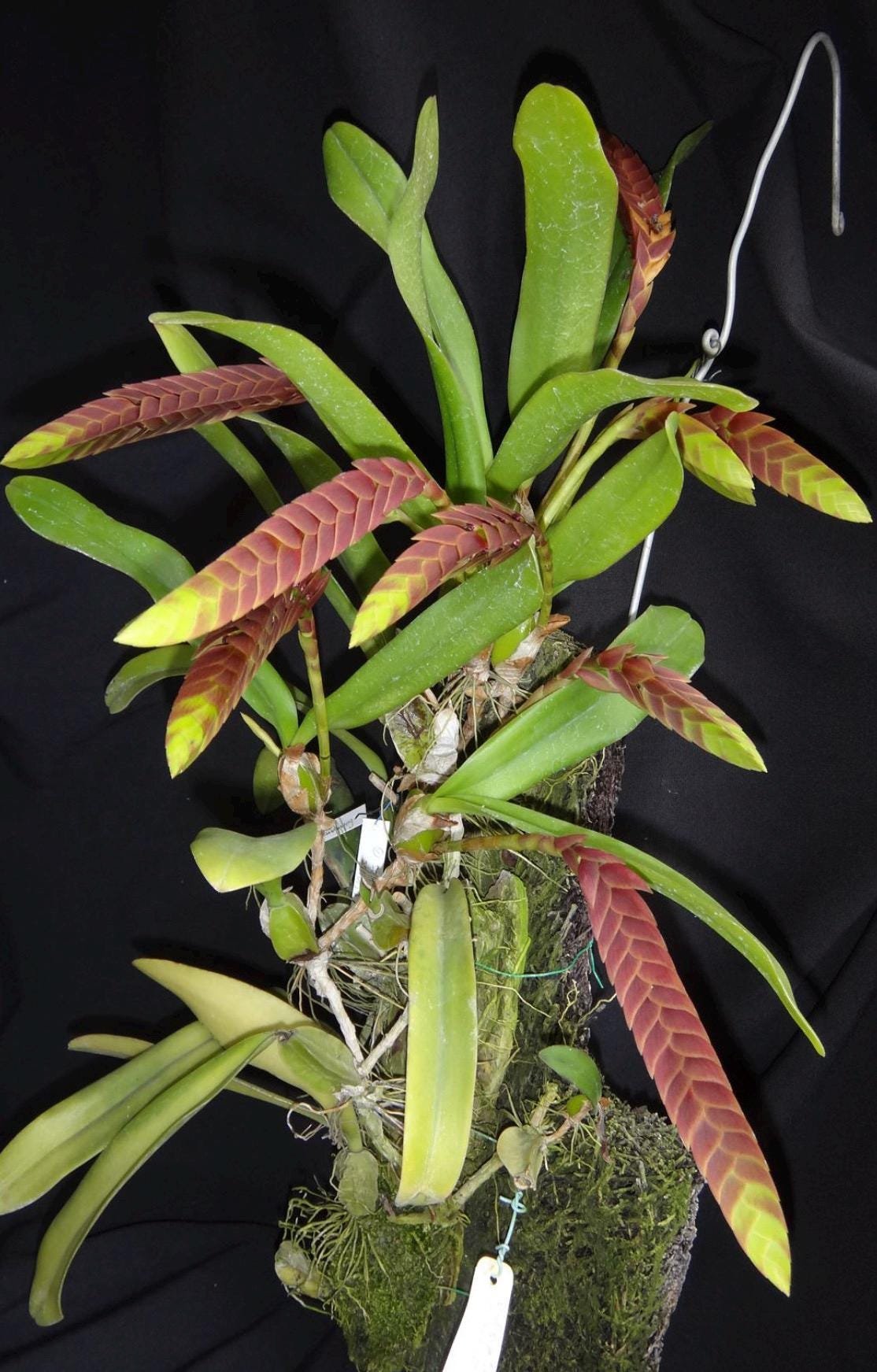 Bulbophyllum occultum x sib (3.5” Pot) - Everything Orchids