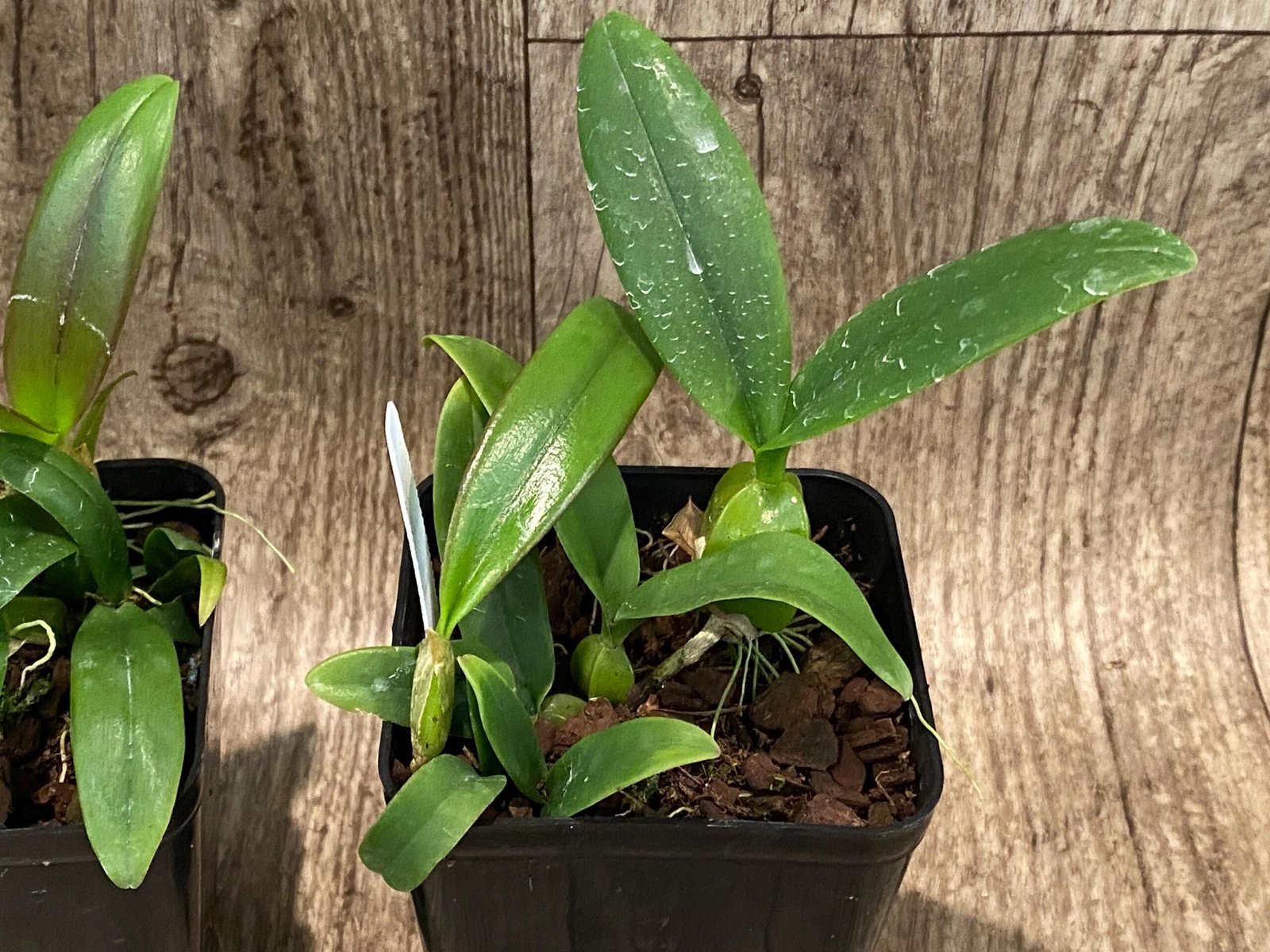 Bulbophyllum occultum x sib (3.5” Pot) - Everything Orchids