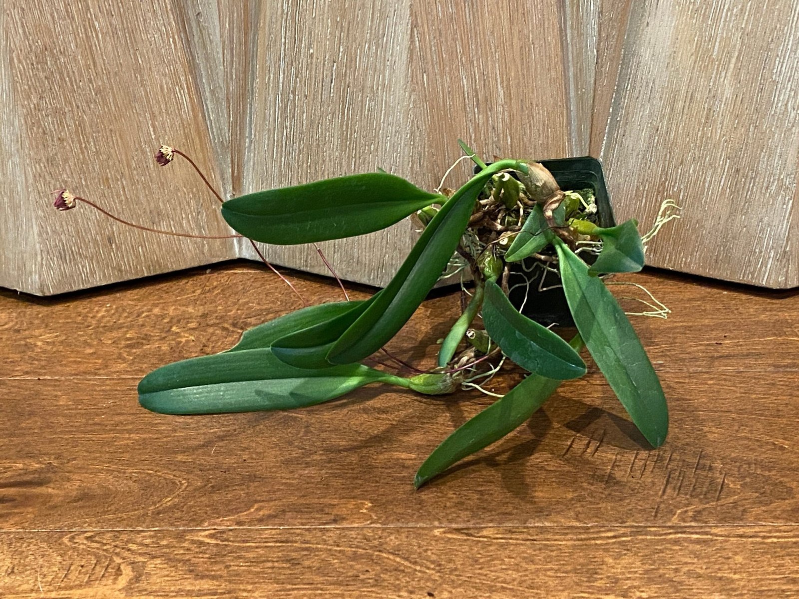 Bulbophyllum zamboangaense x self (2.5” pot) - Everything Orchids