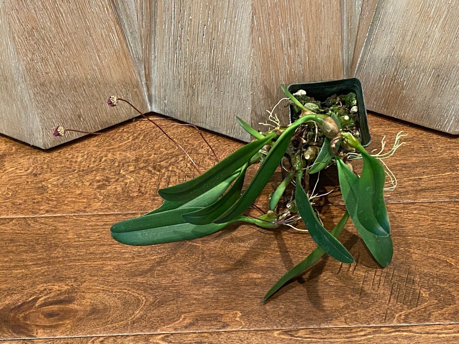 Bulbophyllum zamboangaense x self (2.5” pot) - Everything Orchids