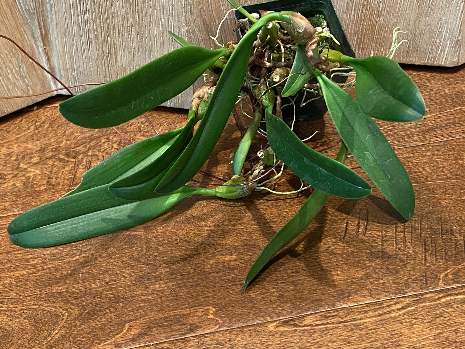 Bulbophyllum zamboangaense x self (2.5” pot) - Everything Orchids