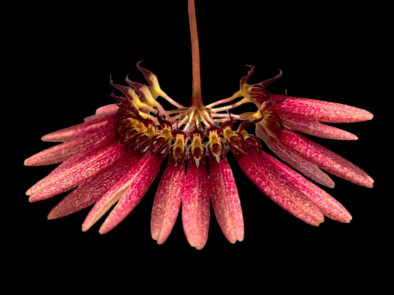 Bulbophyllum zamboangaense x self (2.5” pot) - Everything Orchids