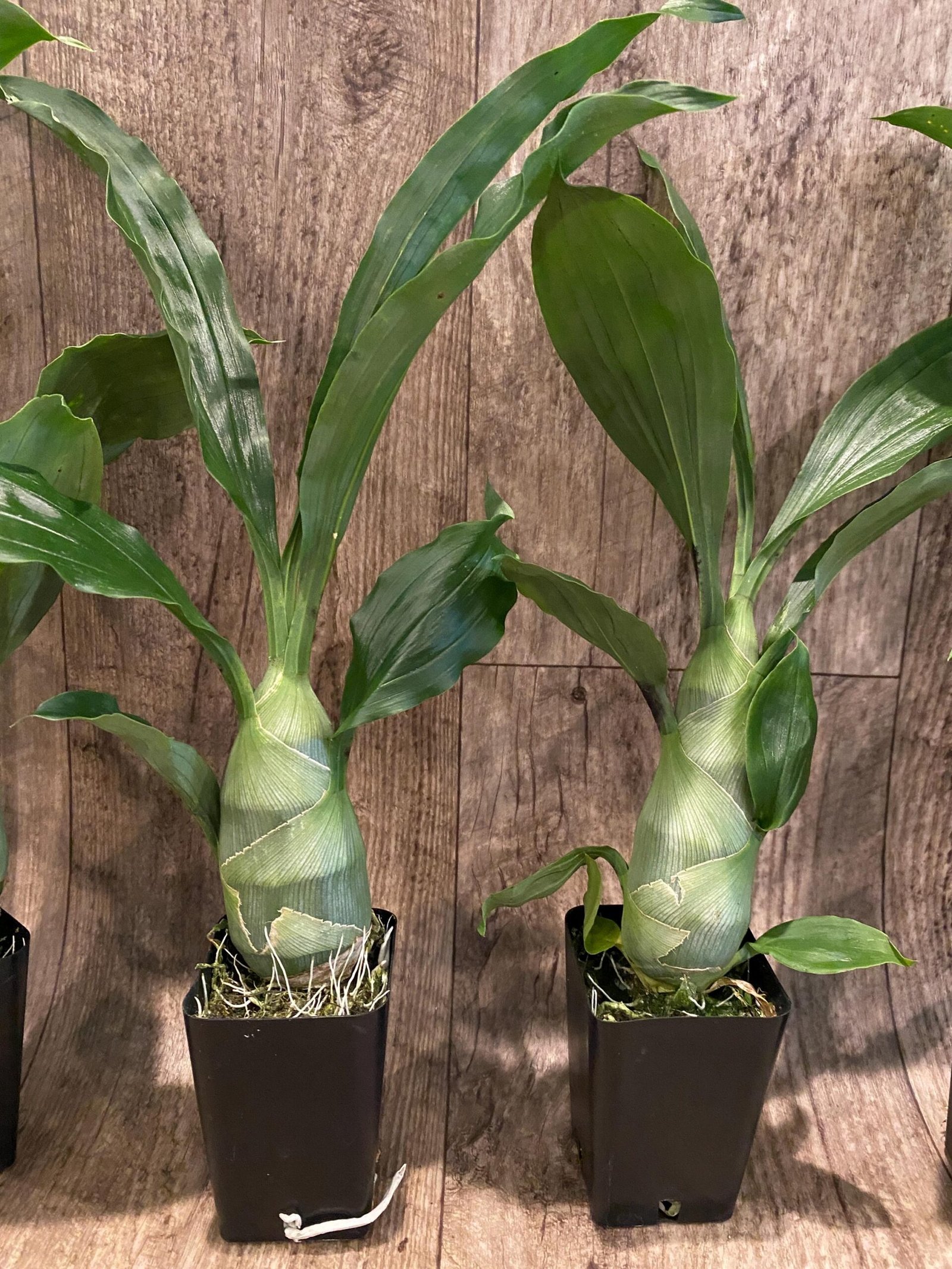 Catasetum pileatum × Catasetum Melana Davison ‘Summer Snow’ (2.25” pot ...