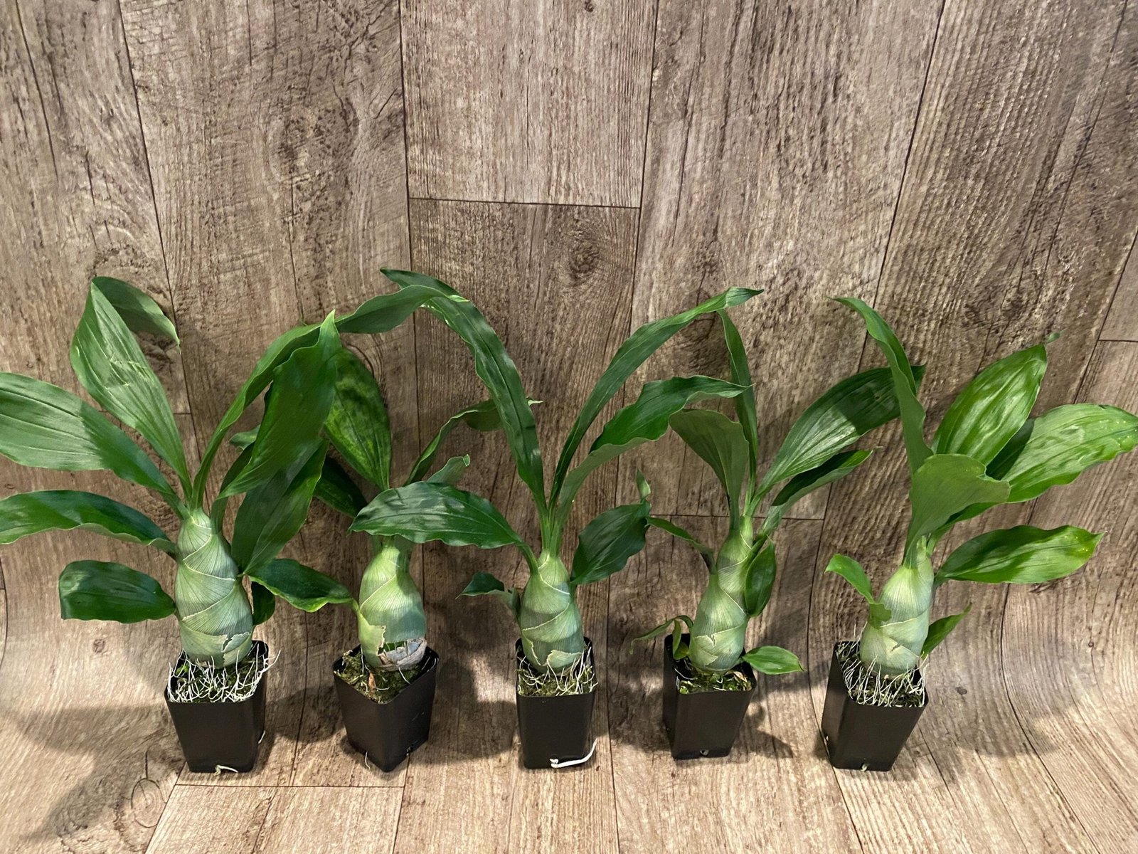 Catasetum pileatum × Catasetum Melana Davison ‘Summer Snow’ (2.25” pot ...