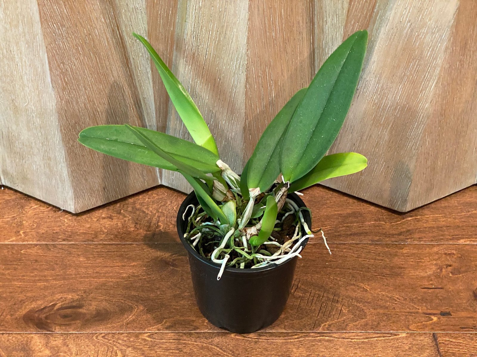Cattleya Bob Betts ‘The Conqueror’ (5” pot) - Everything Orchids