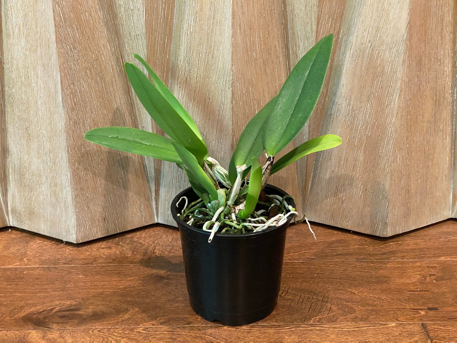 Cattleya Bob Betts ‘The Conqueror’ (5” pot) - Everything Orchids