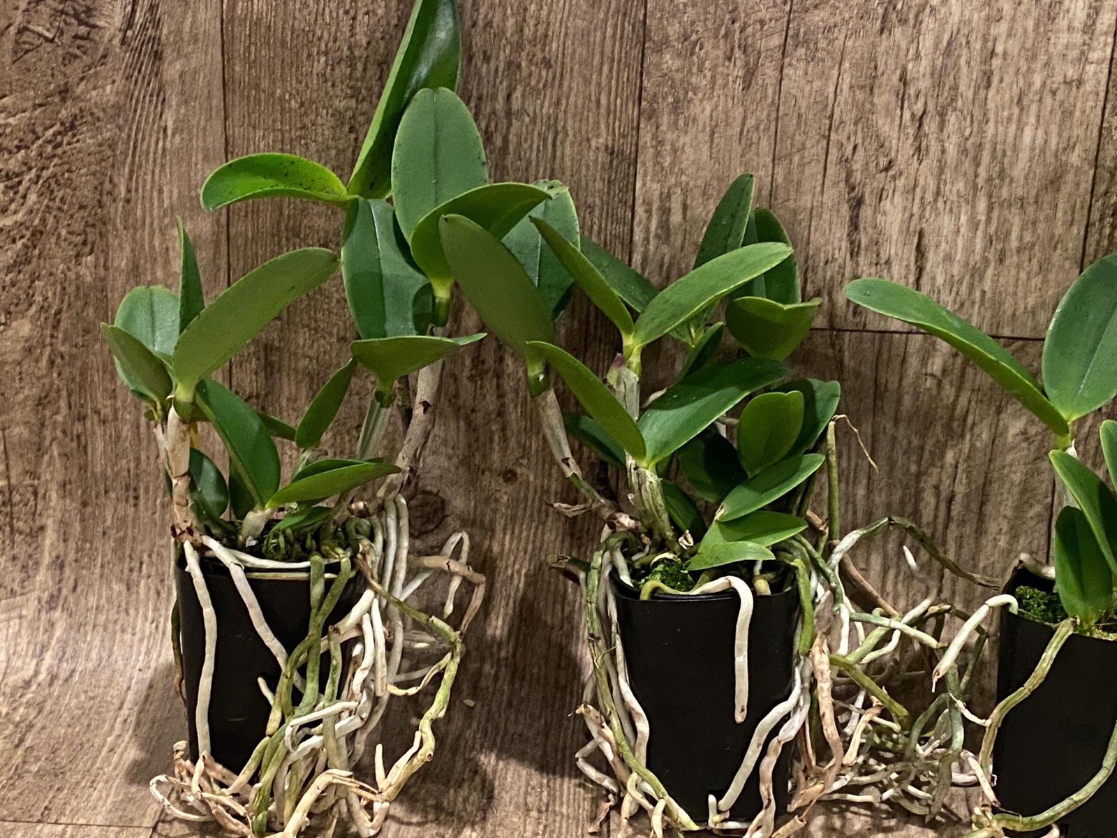 Cattleya Ctt. Ratsima Spots (2.5″ pot) - Everything Orchids