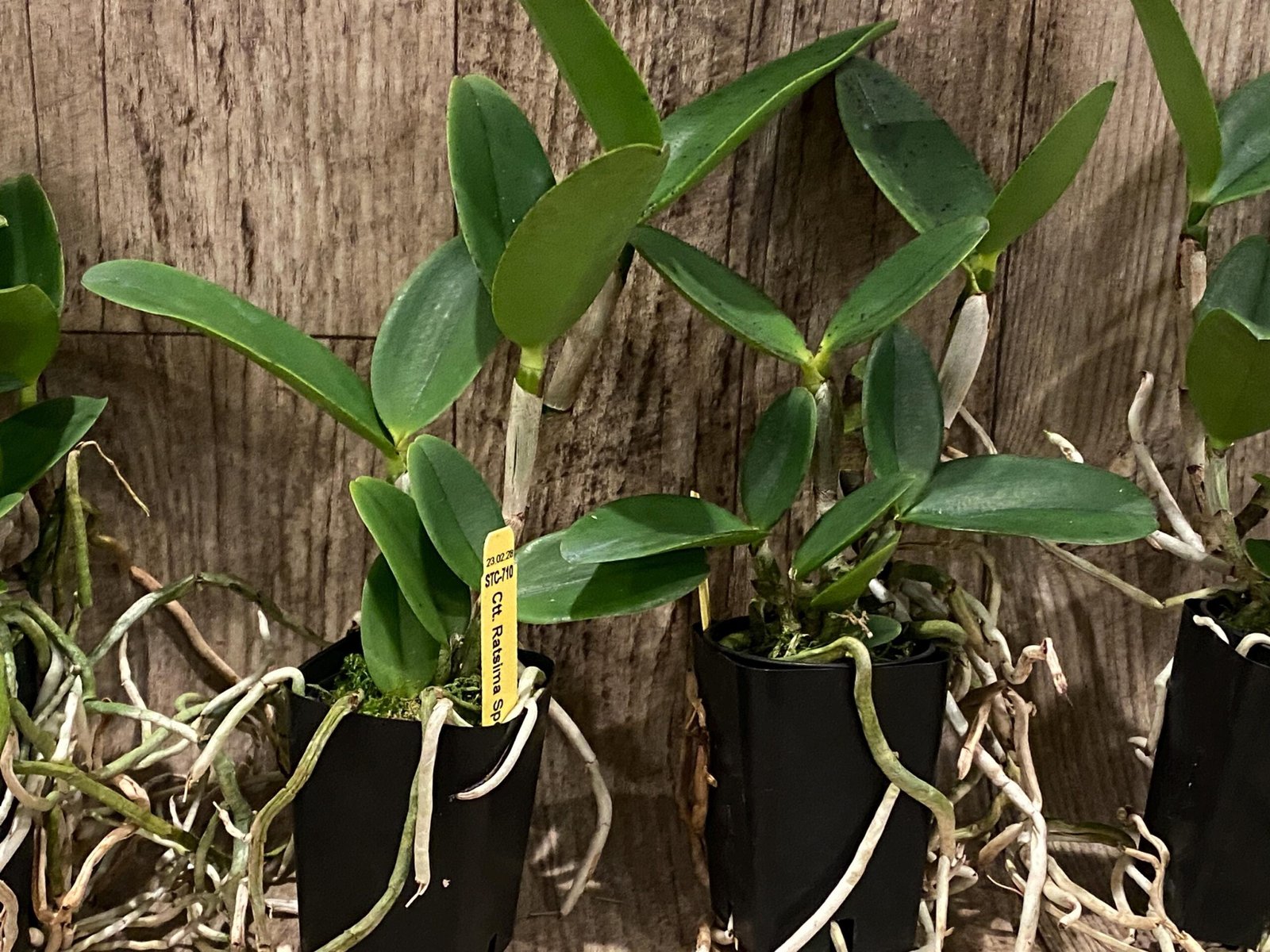 Cattleya Ctt. Ratsima Spots (2.5″ pot) - Everything Orchids