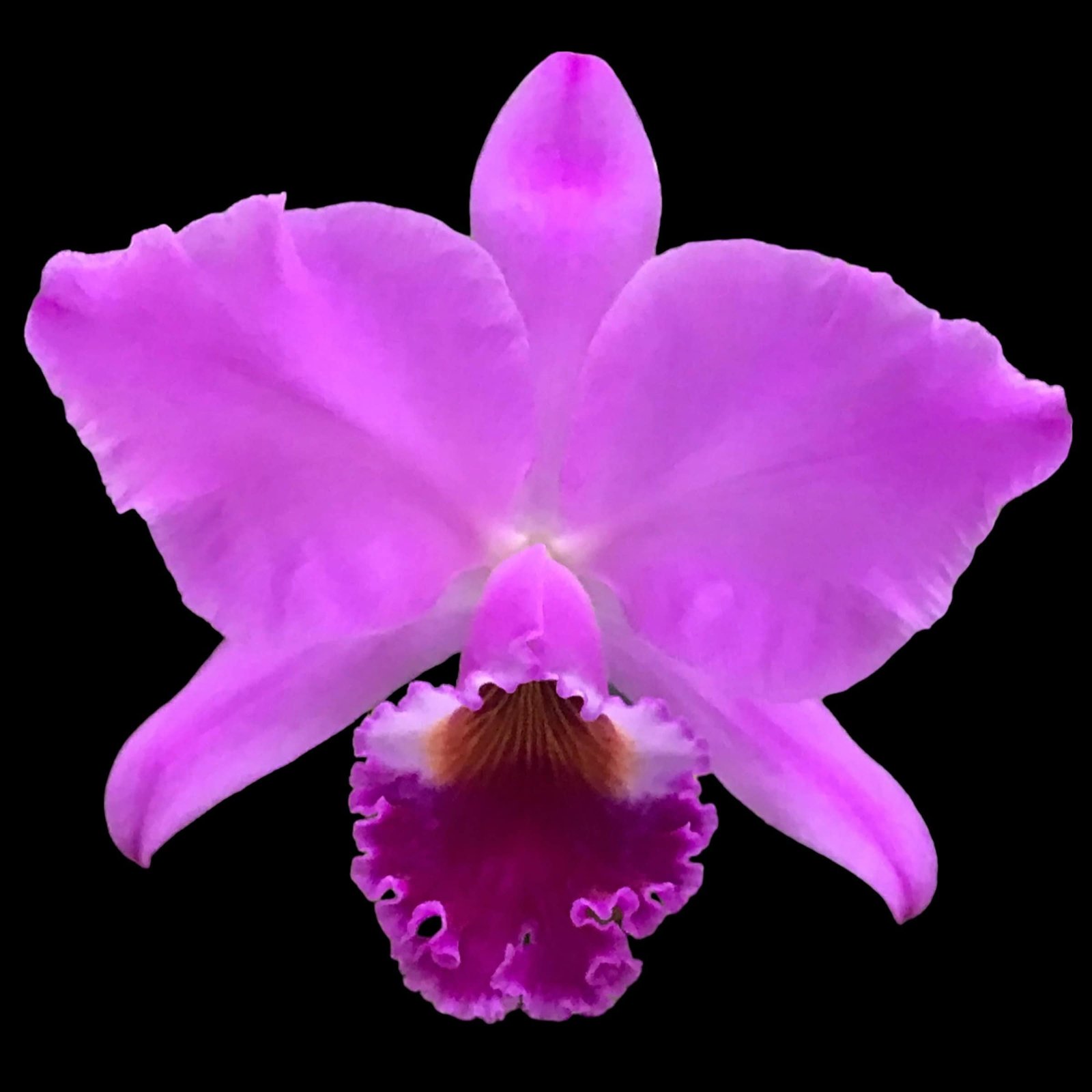 Cattleya labiata v. rubra x sib (‘Orchid Eros’ x ‘Ching Hua’) (5” pot ...
