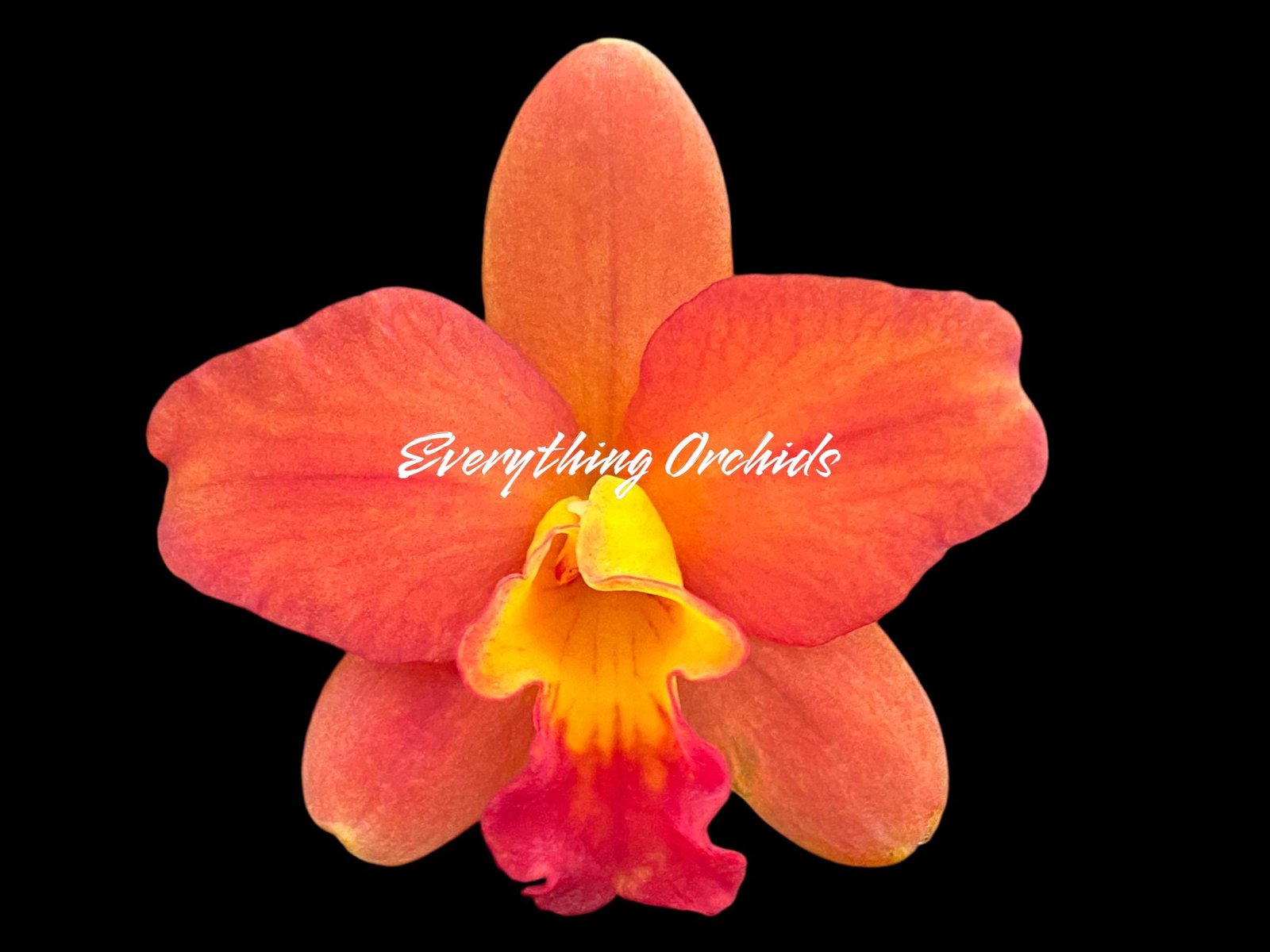 Cattleya RIc. Chief Glory ‘Red Ant’ (3.5” pot) - Everything Orchids