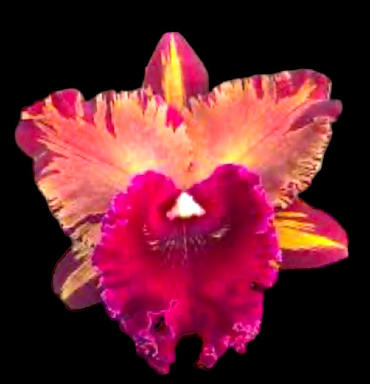 Cattleya Rlc Hey Song ‘Amazing Thailand’’ (5” pot) - Everything Orchids