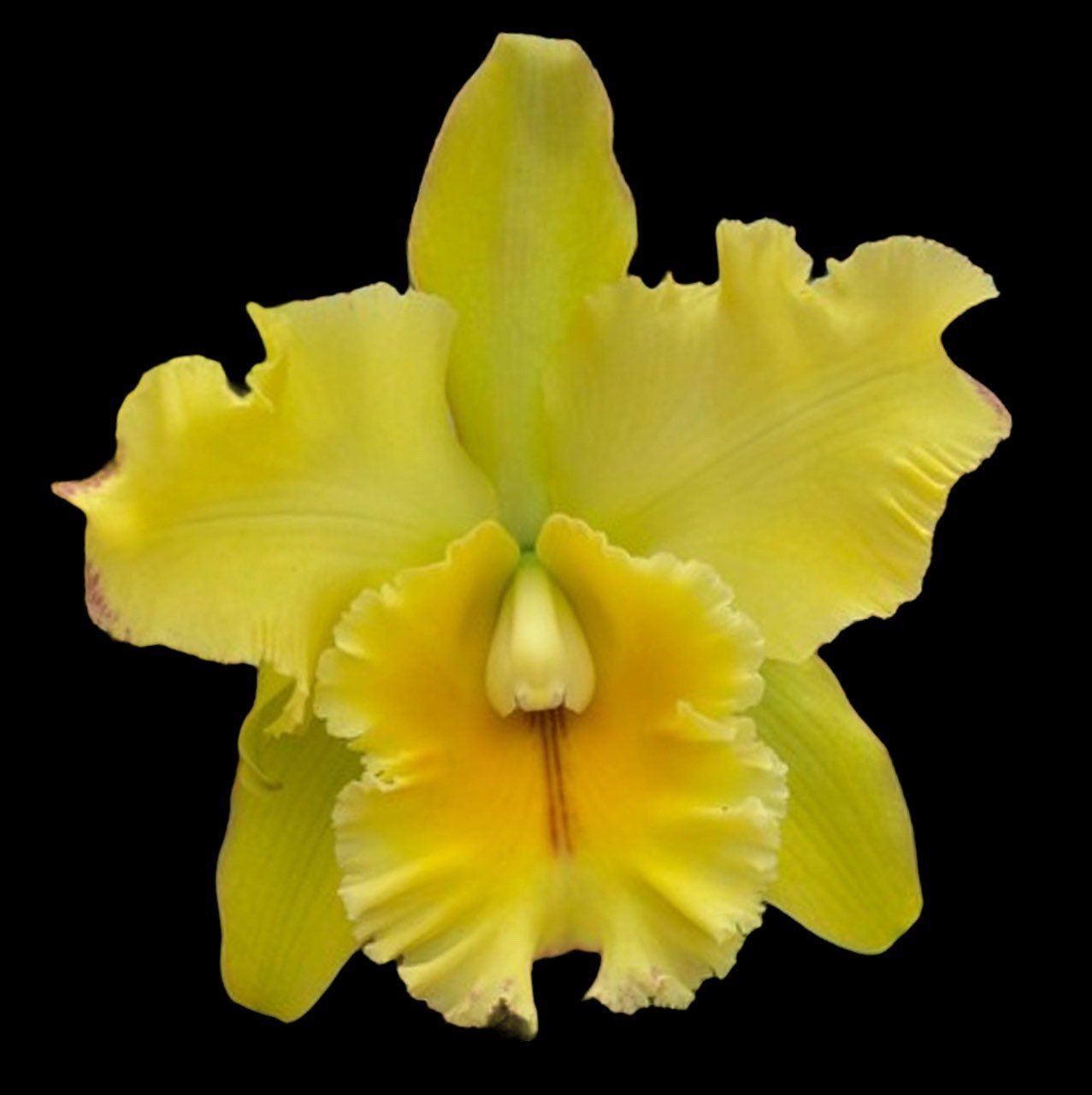 Cattleya Rlc. Vocano classic ‘Volcano Queen’ (5″ pot) - Everything Orchids