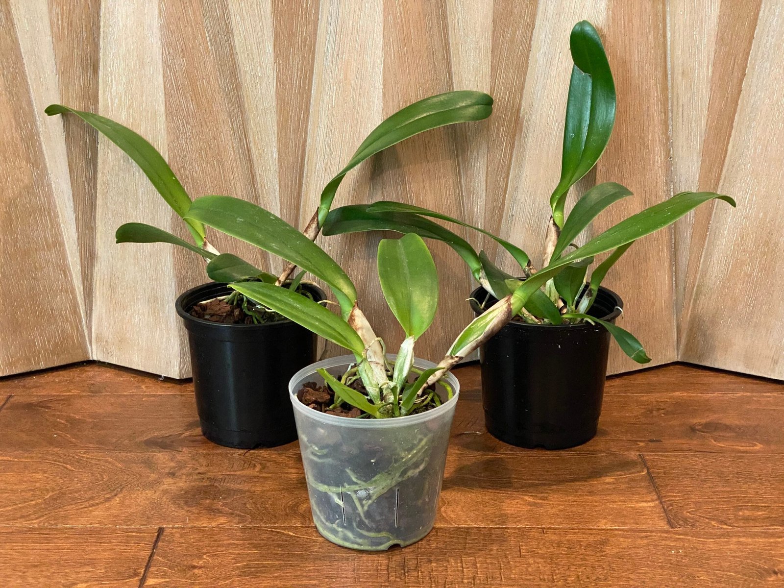 Cattleya Rlc. Vocano classic ‘Volcano Queen’ (5″ pot) - Everything Orchids