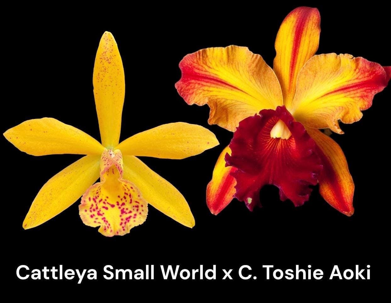 Cattleya Small World ‘Sweet Spot’ x Rlc. Toshie Aoki (3.5” pot ...