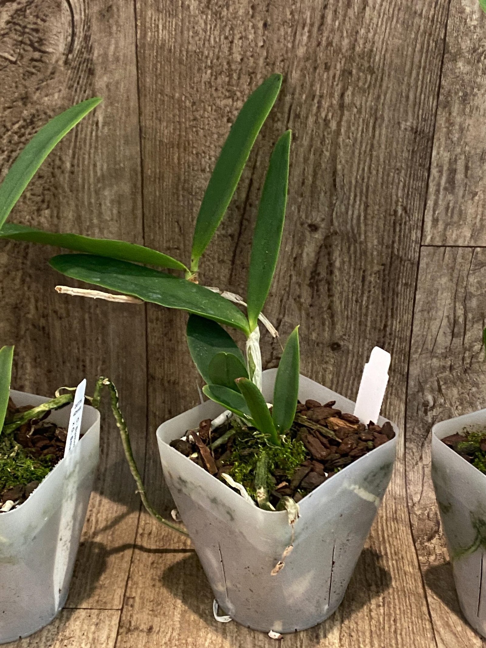 Cattleya Summer Spot x Cattleya Small World (3.5″ Pot) - Everything Orchids
