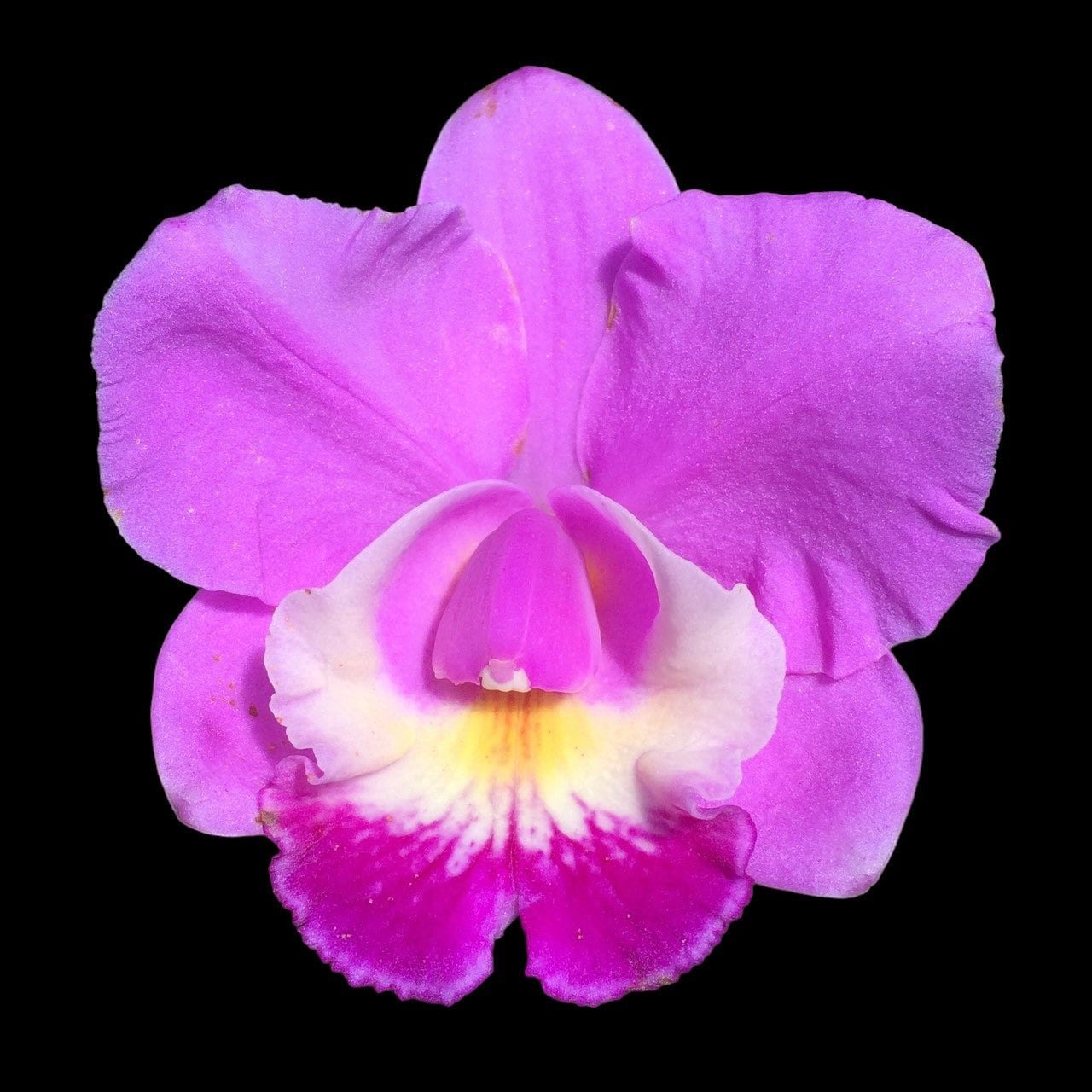 Cattleya Volcano Wonderland ‘Volcano Pink’ (5” pot) - Everything Orchids