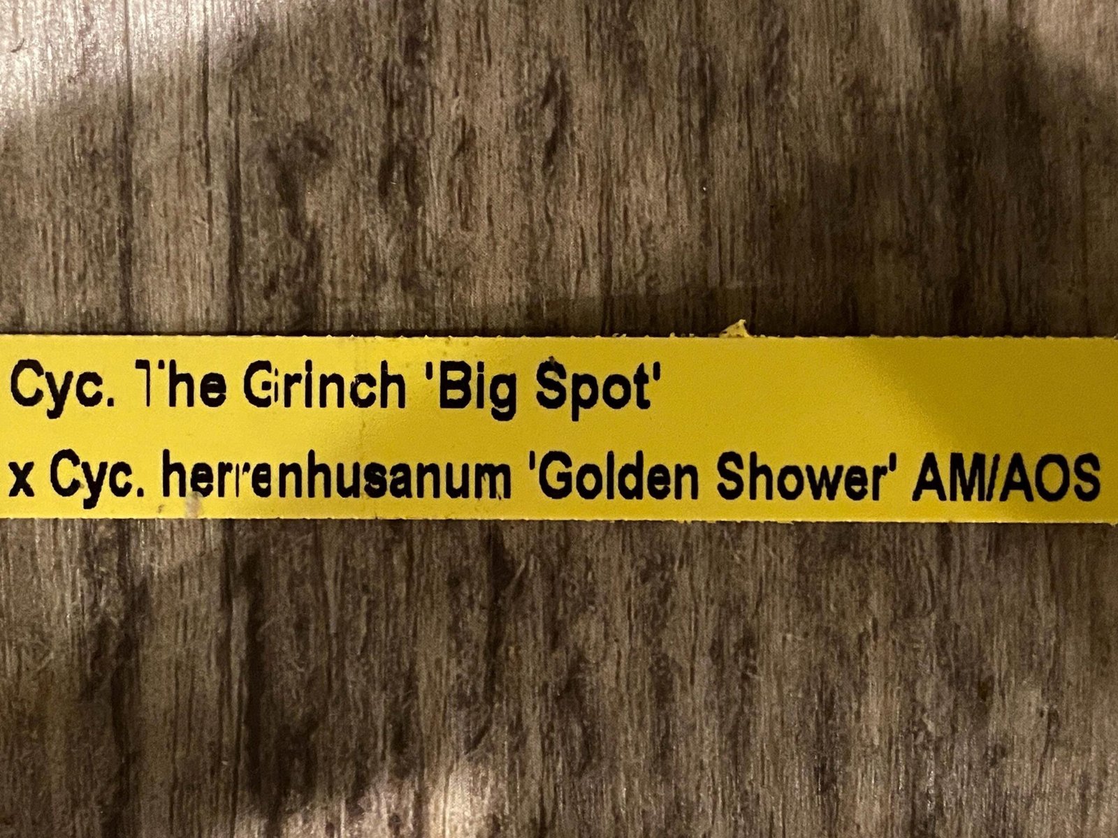 Cycnoches The Grinch ‘Big Spot’ × Cyc. herrenhusanum ‘Golden Shower’ AM/AOS (2.25” pot ...