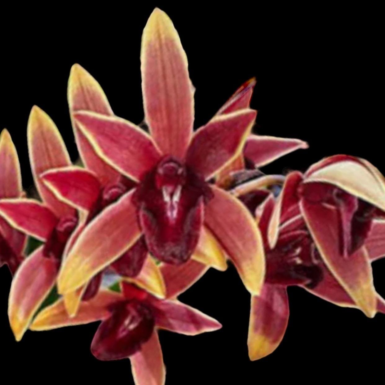 Cymbidium Aussie Dreamtime ‘Pakkret’ (4″ pot) - Everything Orchids