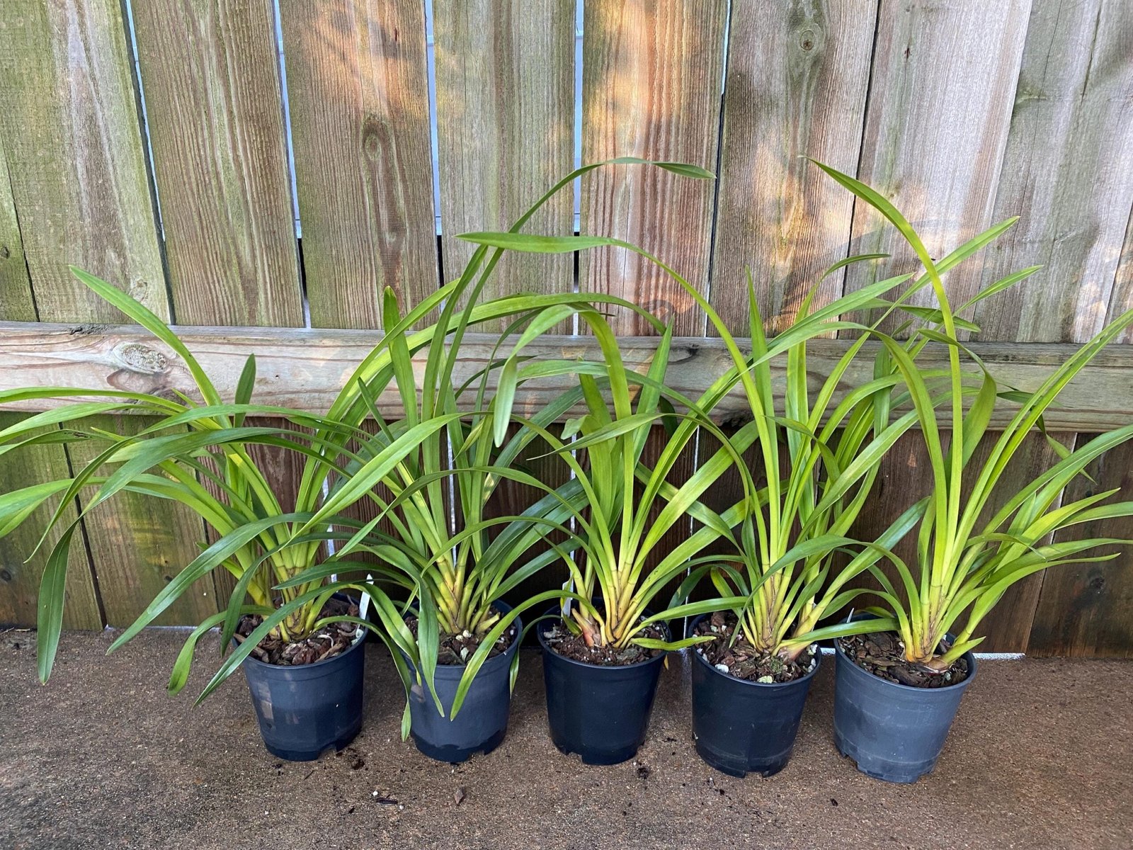 Cymbidium Balkis ‘Nevada’ x Devonshire Cream (5″ pot) - Everything Orchids