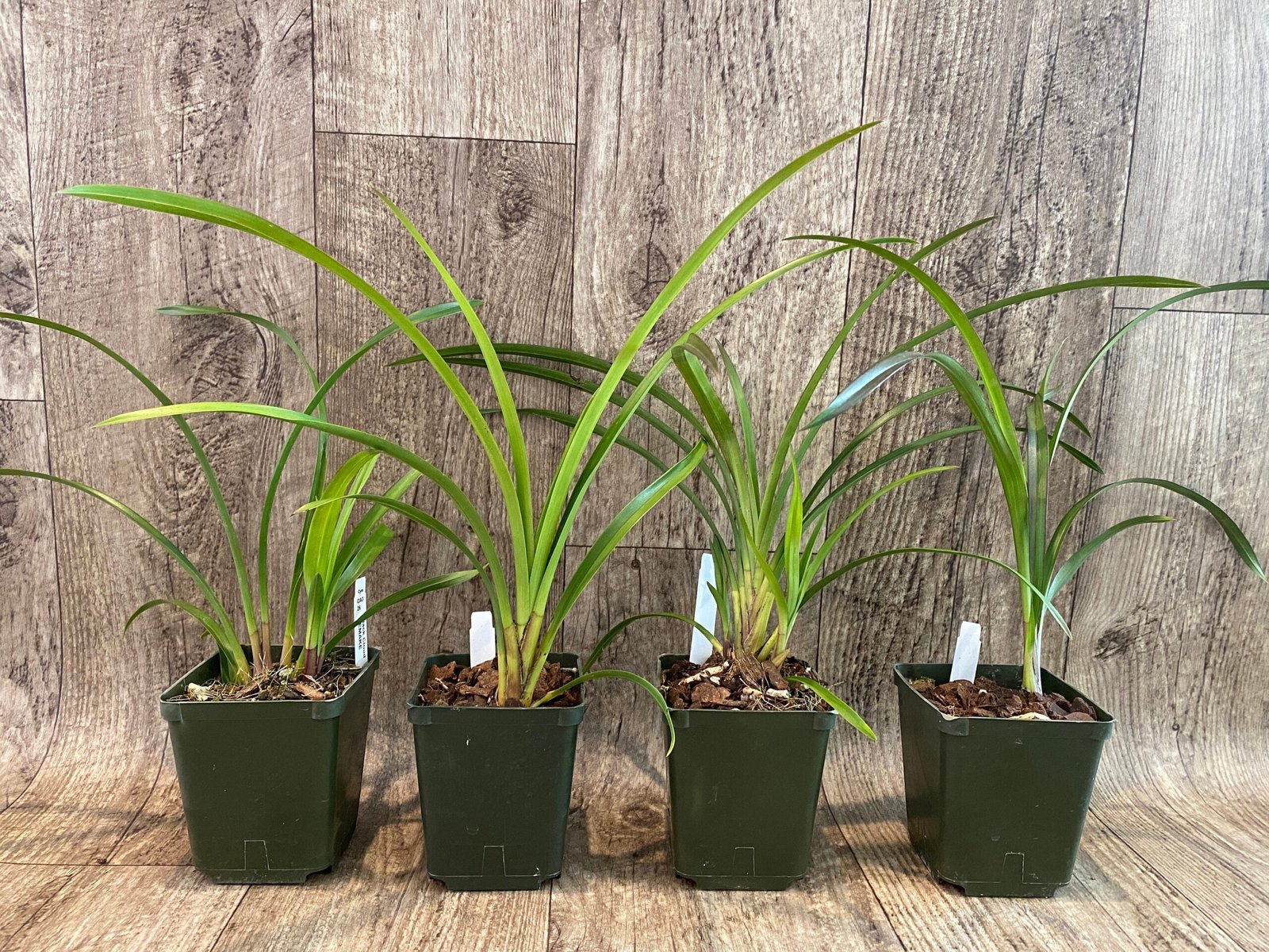 Cymbidium Black Cloud (3.5″ pot) - Everything Orchids