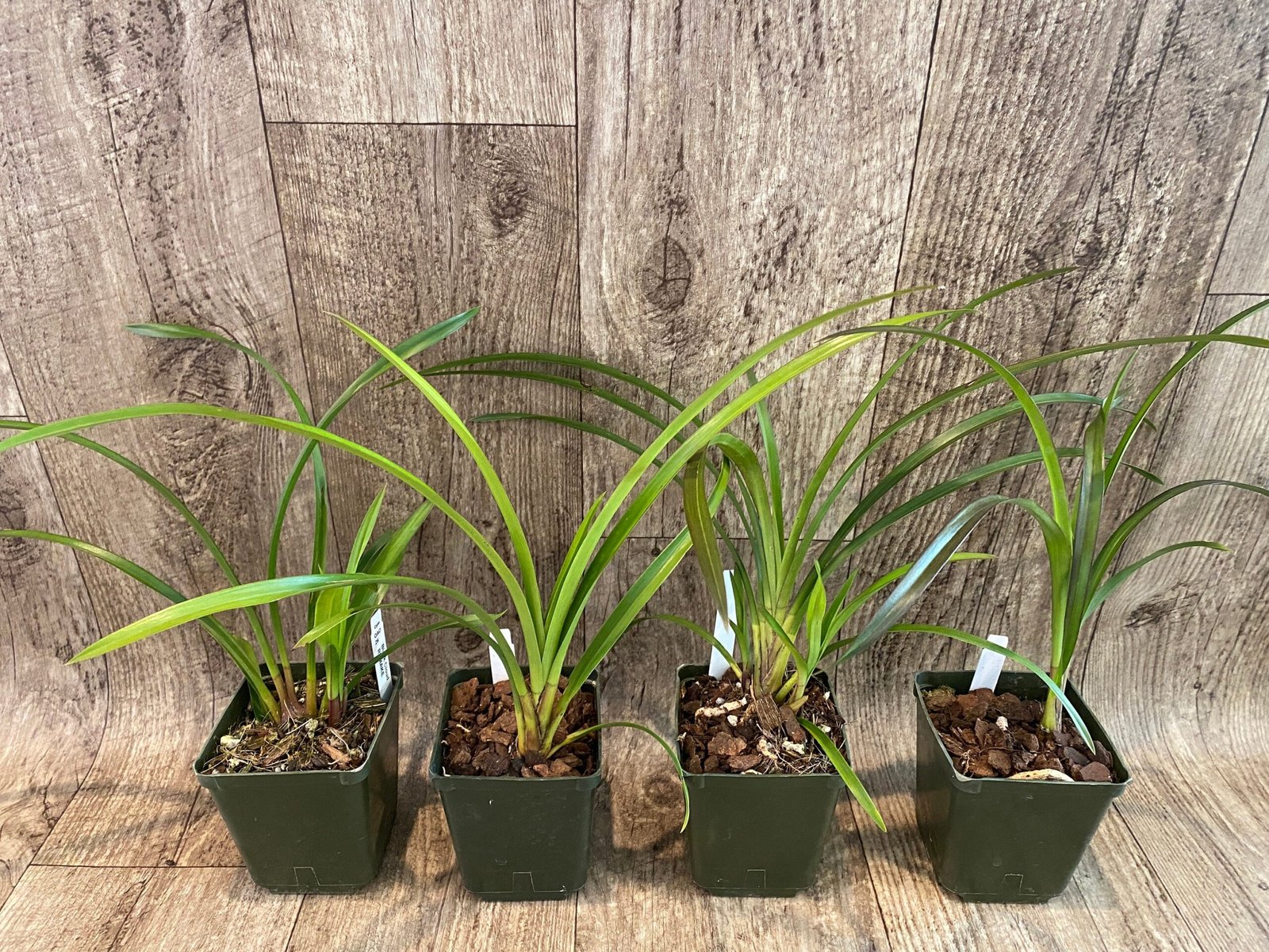 Cymbidium Black Cloud (3.5″ pot) - Everything Orchids