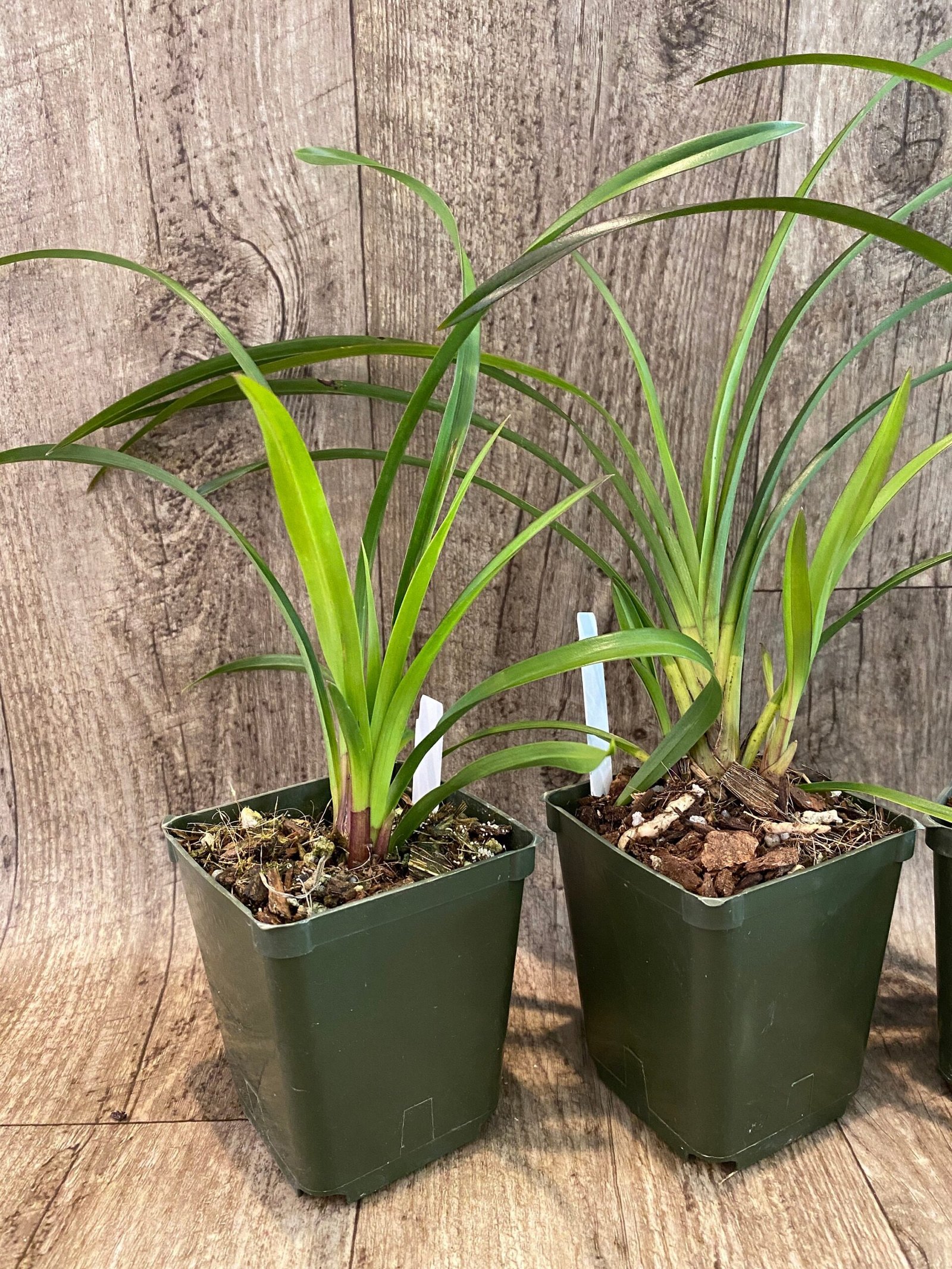Cymbidium Black Cloud (3.5″ pot) - Everything Orchids