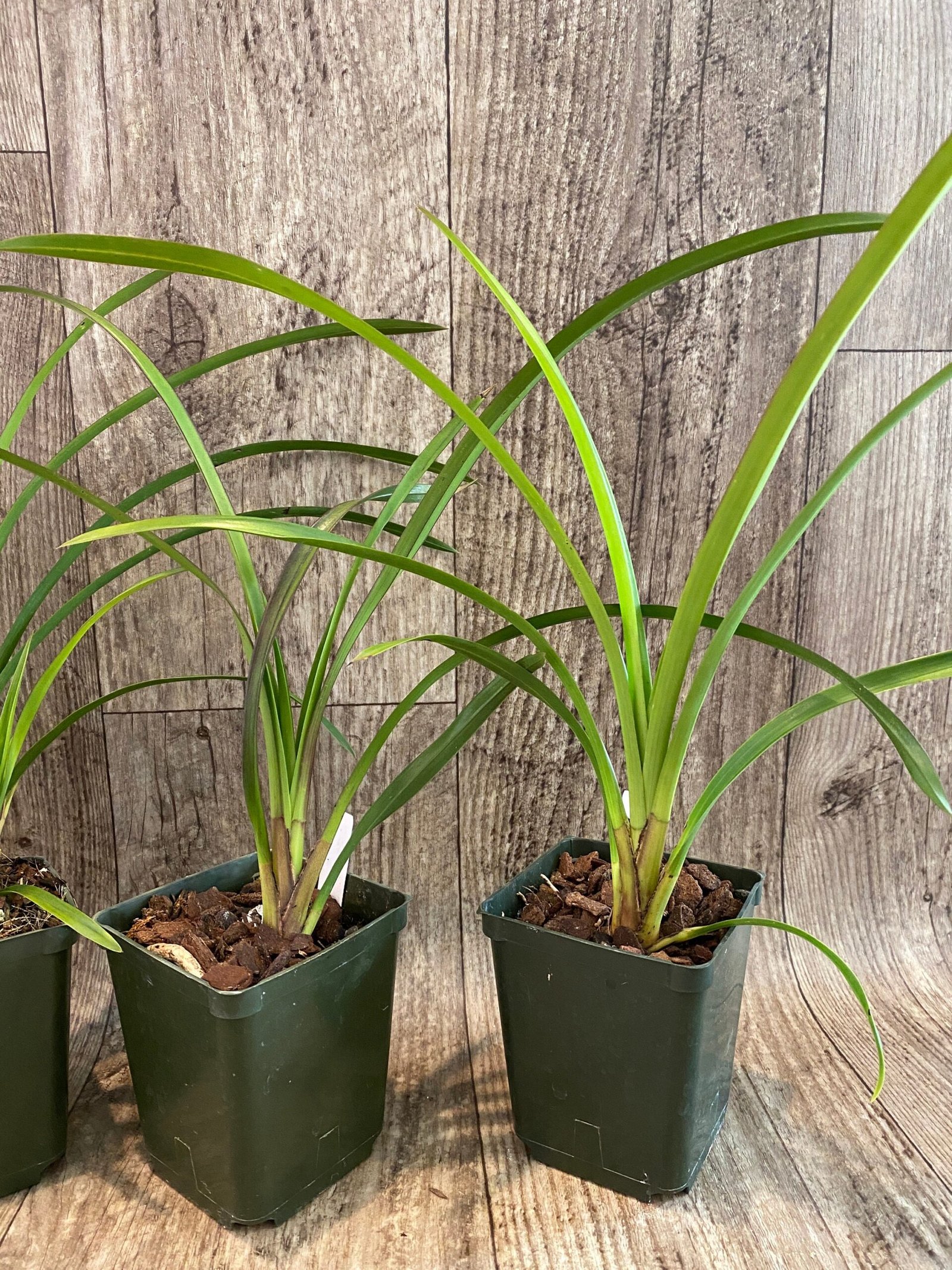 Cymbidium Black Cloud (3.5″ pot) - Everything Orchids