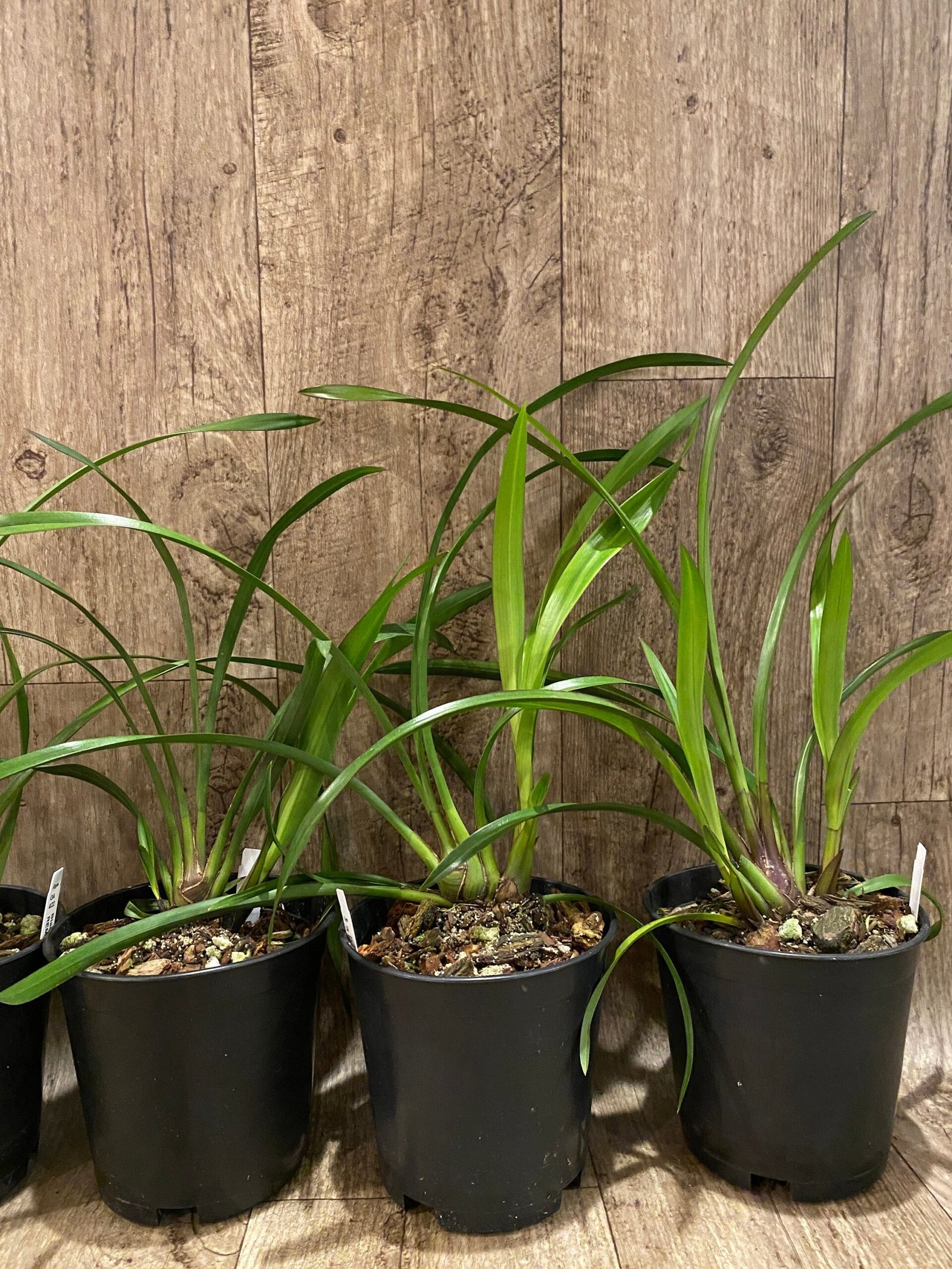 Cymbidium Black Cloud (5″ pot) - Everything Orchids
