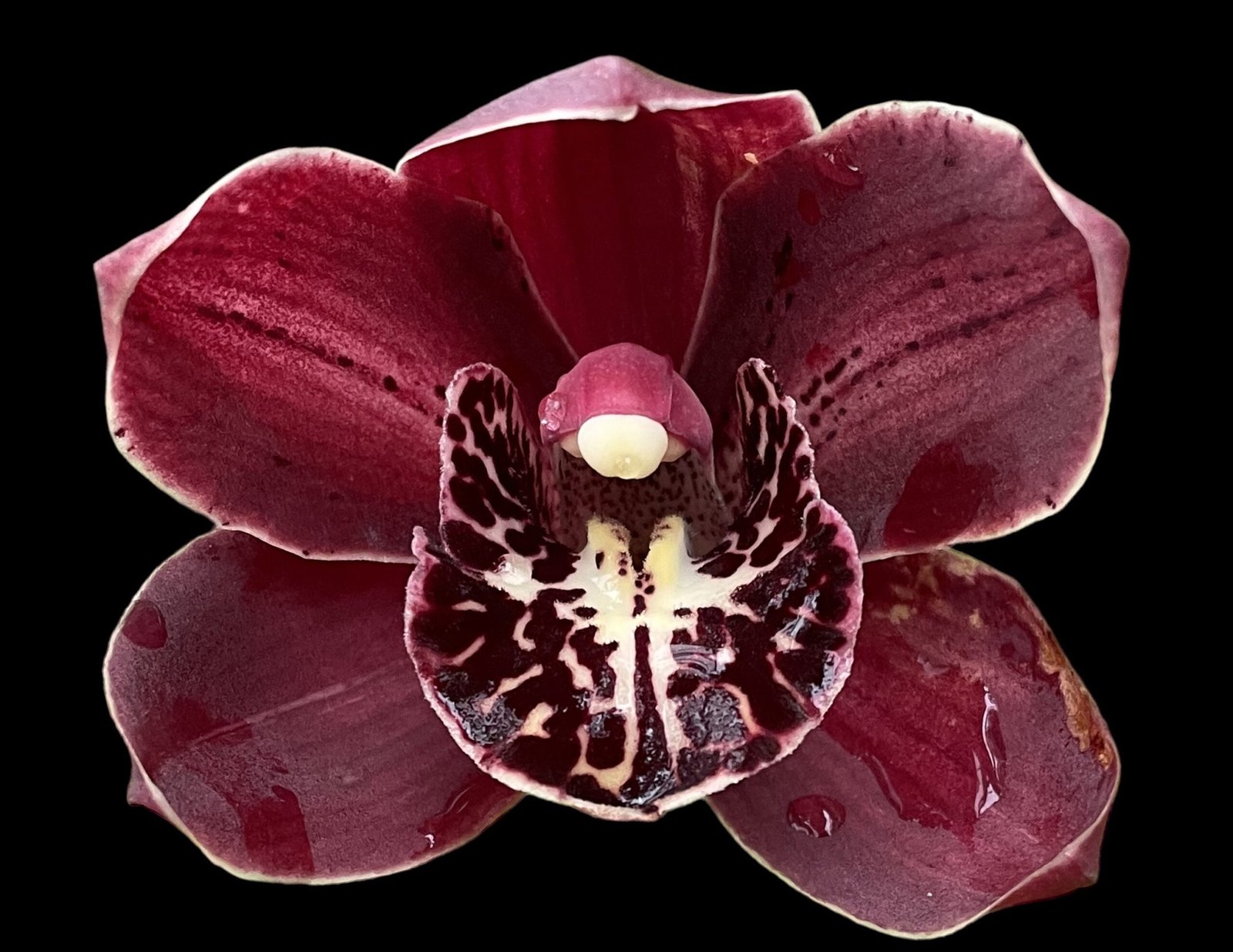 Cymbidium Black Cloud (5″ pot) - Everything Orchids
