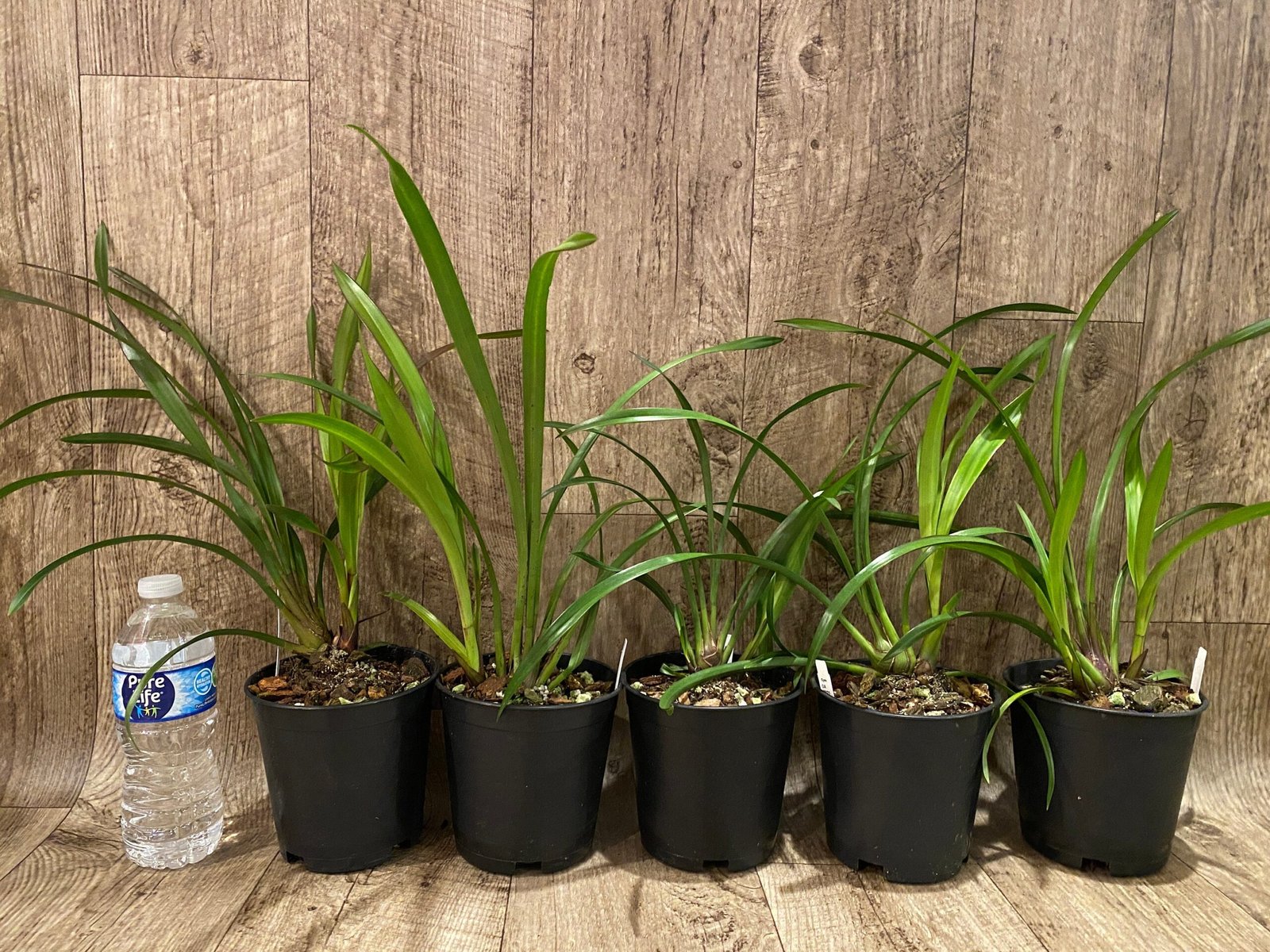 Cymbidium Black Cloud (5″ pot) - Everything Orchids