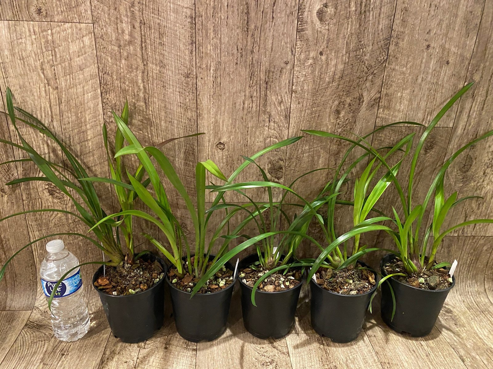 Cymbidium Black Cloud (5″ pot) - Everything Orchids