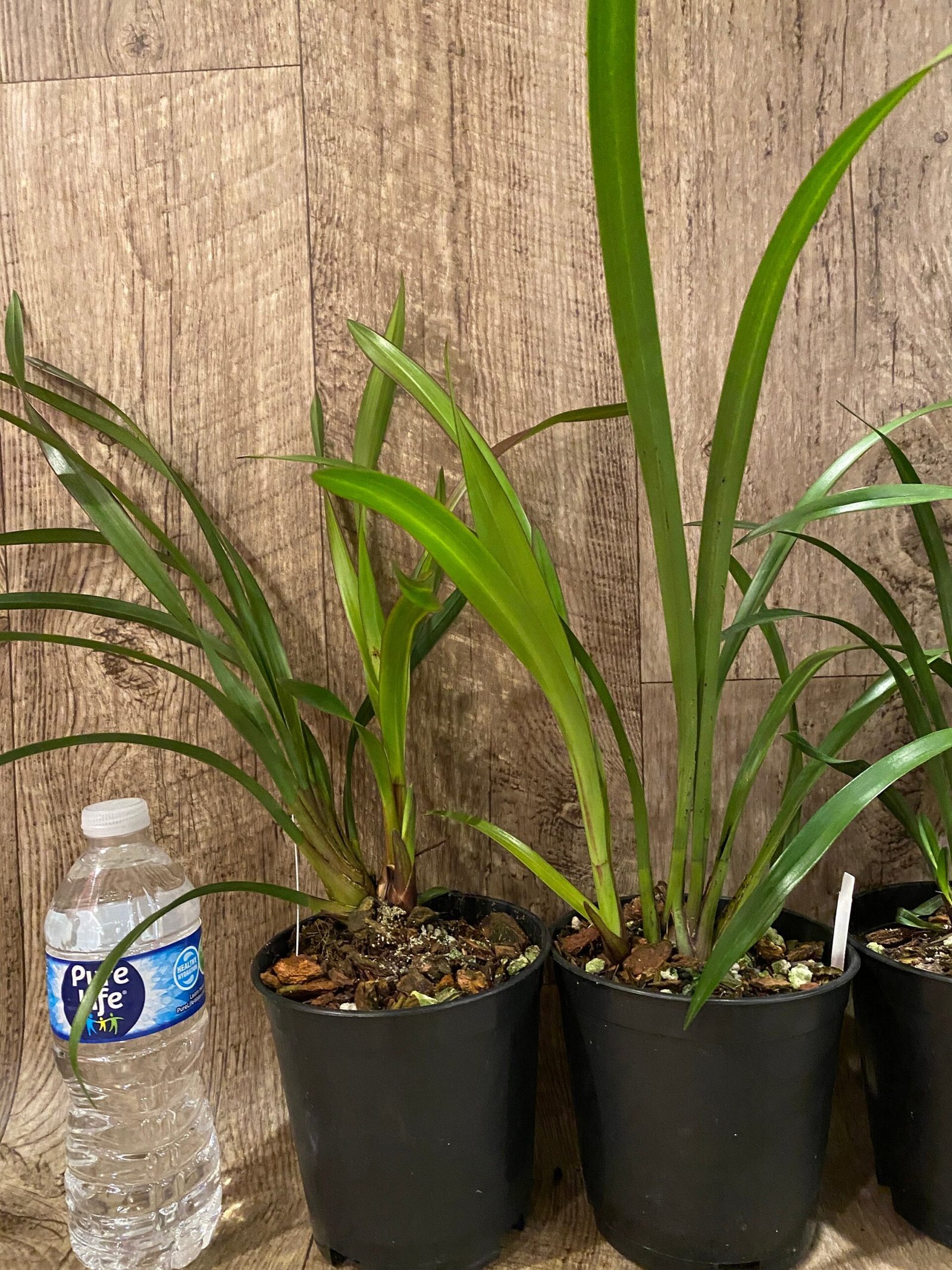 Cymbidium Black Cloud (5″ pot) - Everything Orchids