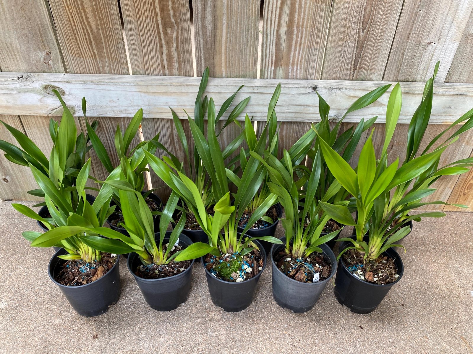 Cymbidium Cali Night ‘Black Shower’ (5″ pot) - Everything Orchids