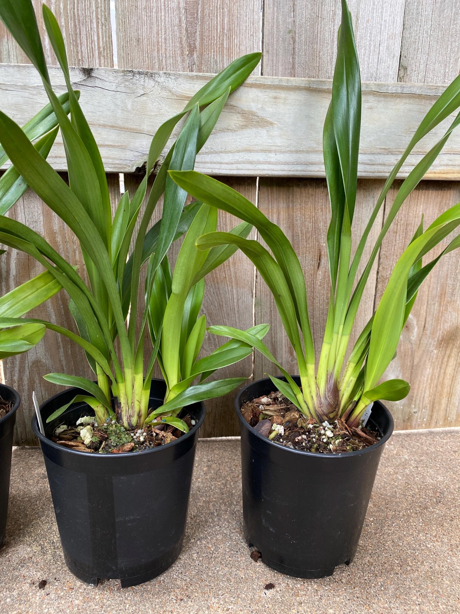 Cymbidium Cali Night ‘Black Shower’ (5″ pot) - Everything Orchids