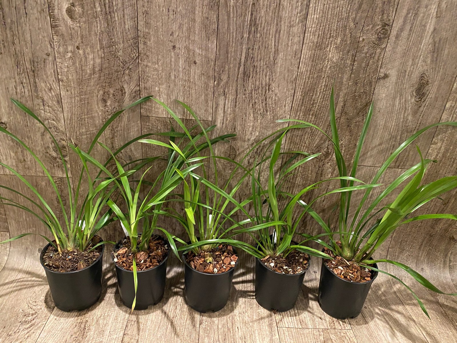 Cymbidium Enzan Forest ‘Majolica’ (5″ pot) - Everything Orchids