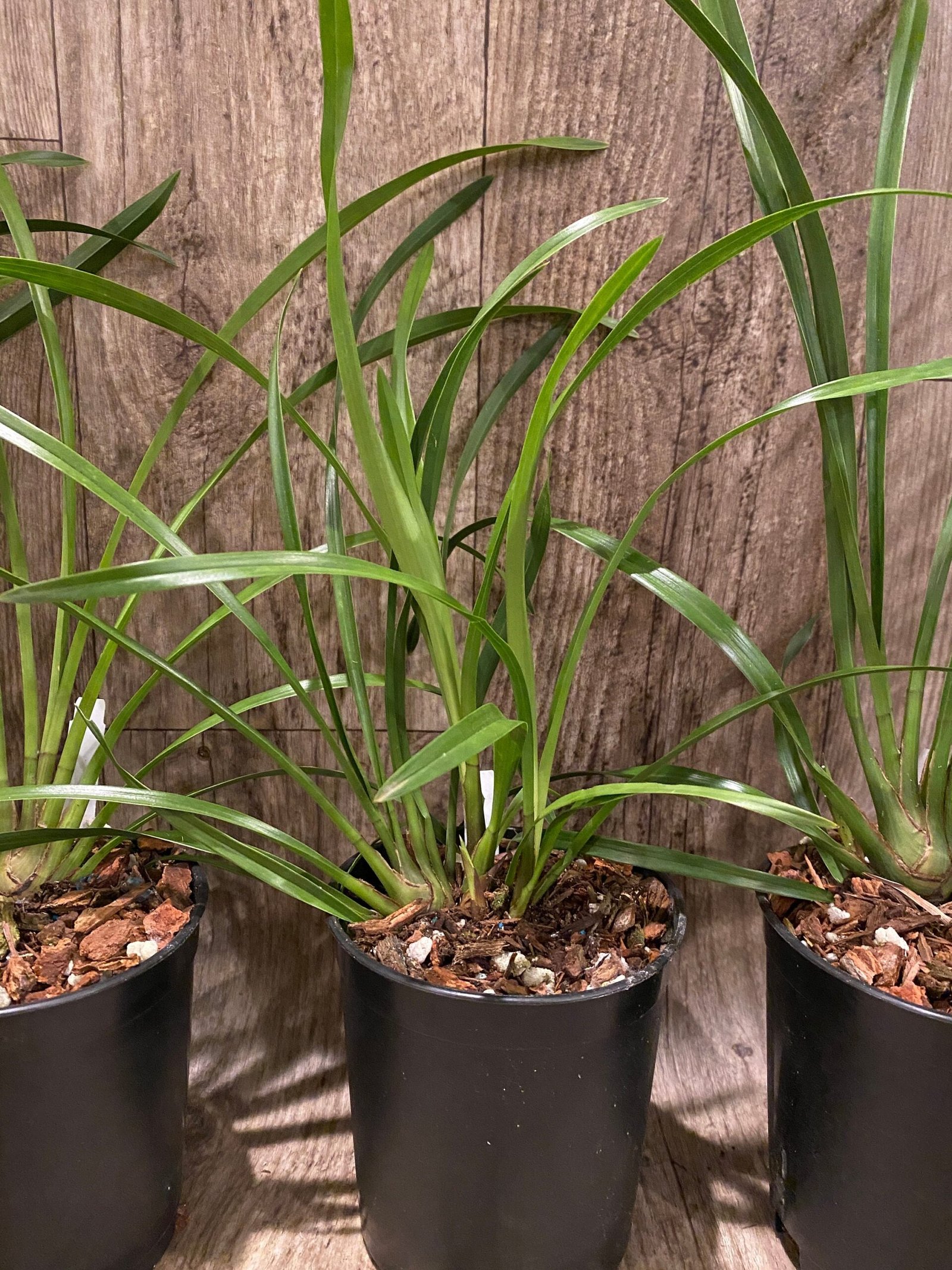 Cymbidium Enzan Forest ‘Majolica’ (5″ pot) - Everything Orchids