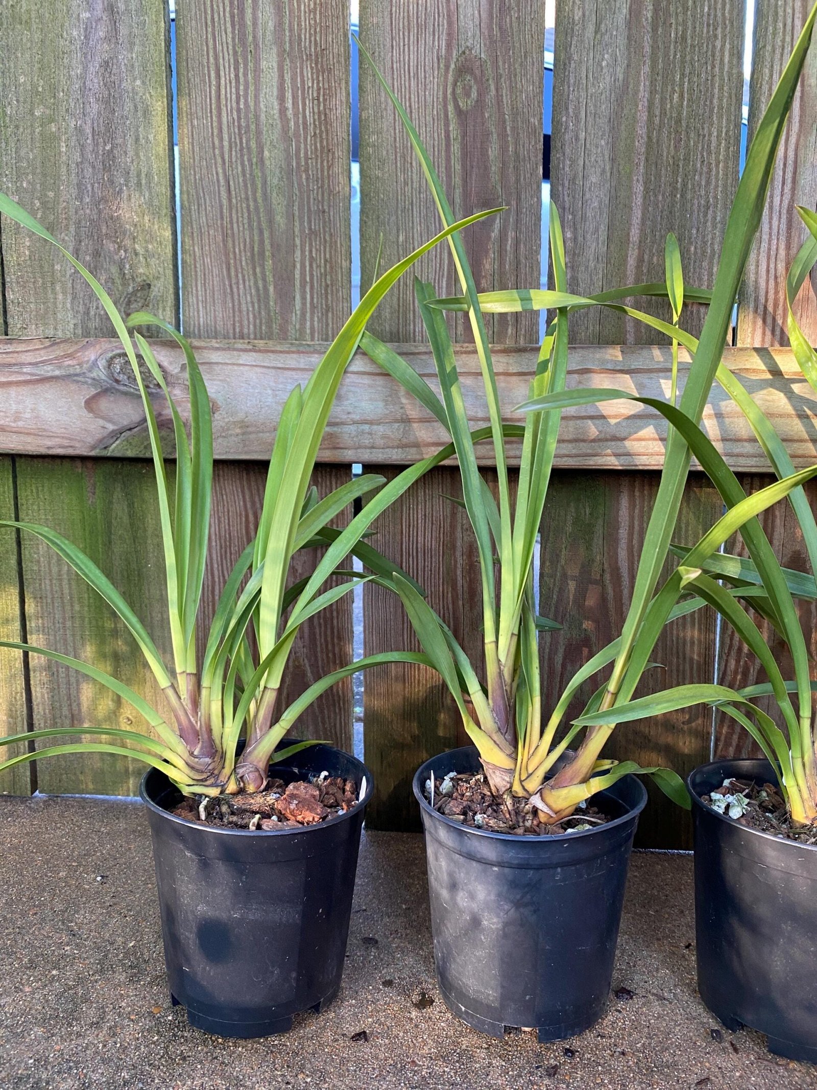 Cymbidium Happy Mimi x Pele ‘VDR’ (5″ pot) - Everything Orchids