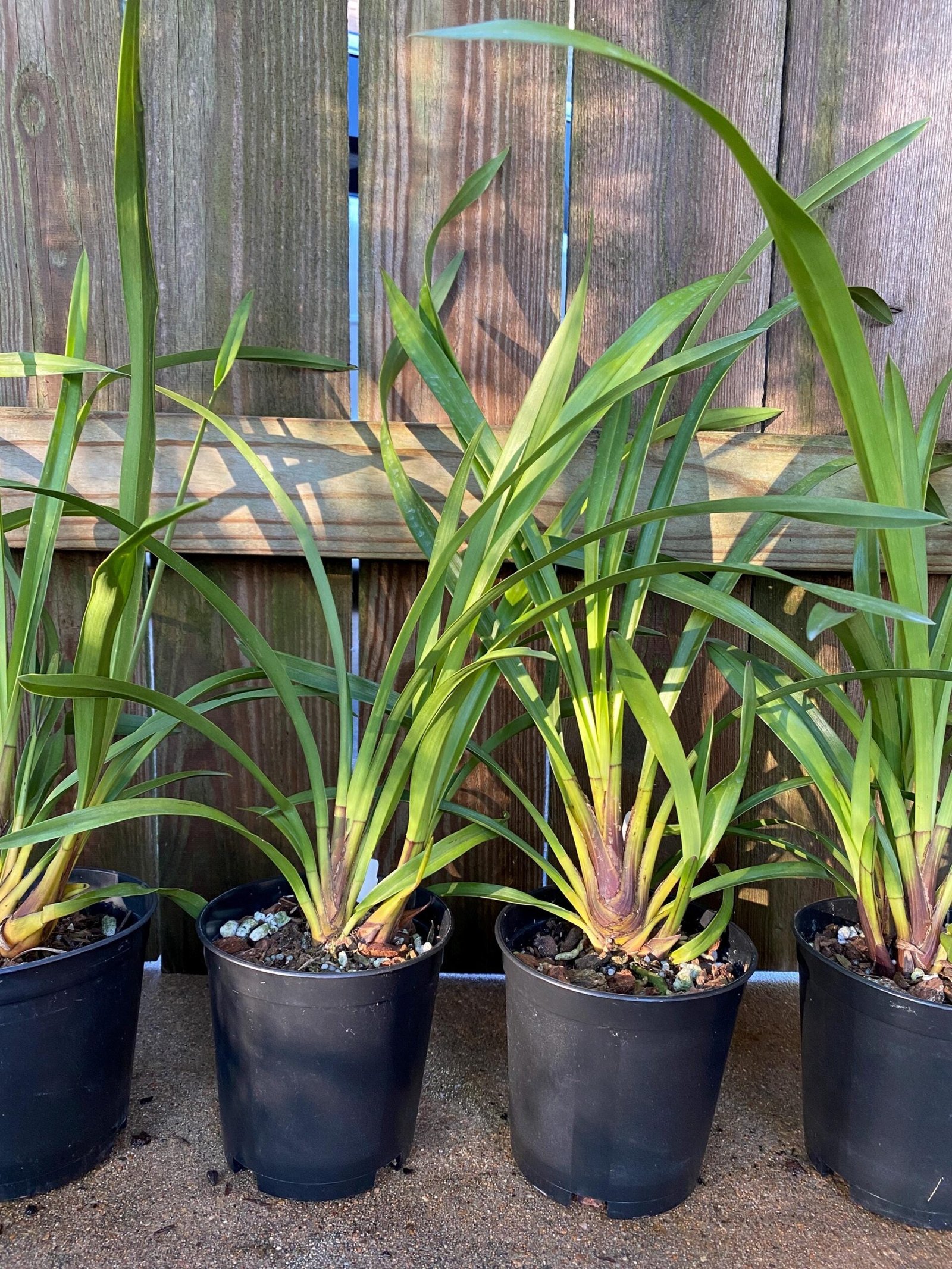 Cymbidium Happy Mimi x Pele ‘VDR’ (5″ pot) - Everything Orchids
