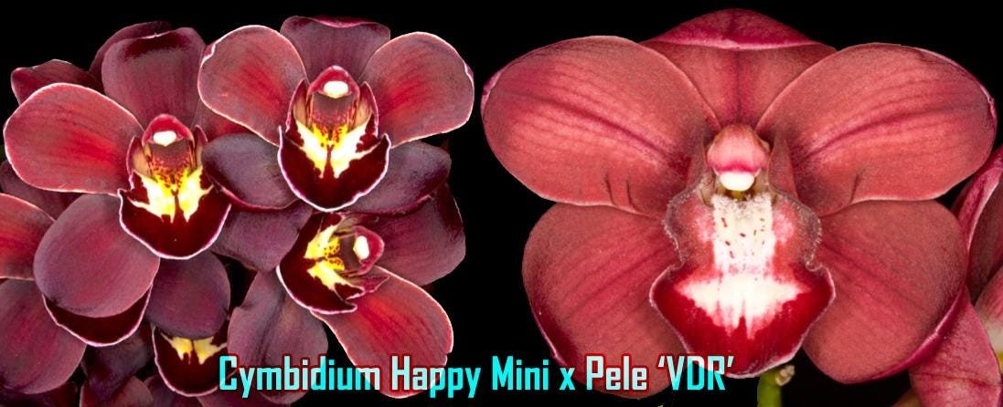 Cymbidium Happy Mimi x Pele ‘VDR’ (5″ pot) - Everything Orchids