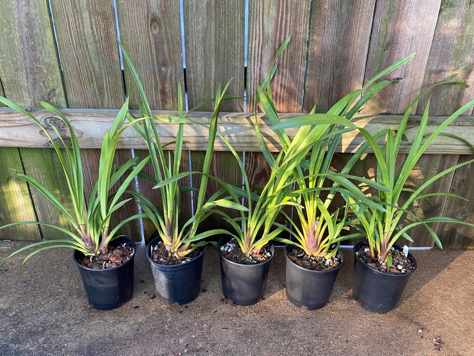 Cymbidium Happy Mimi x Pele ‘VDR’ (5″ pot) - Everything Orchids
