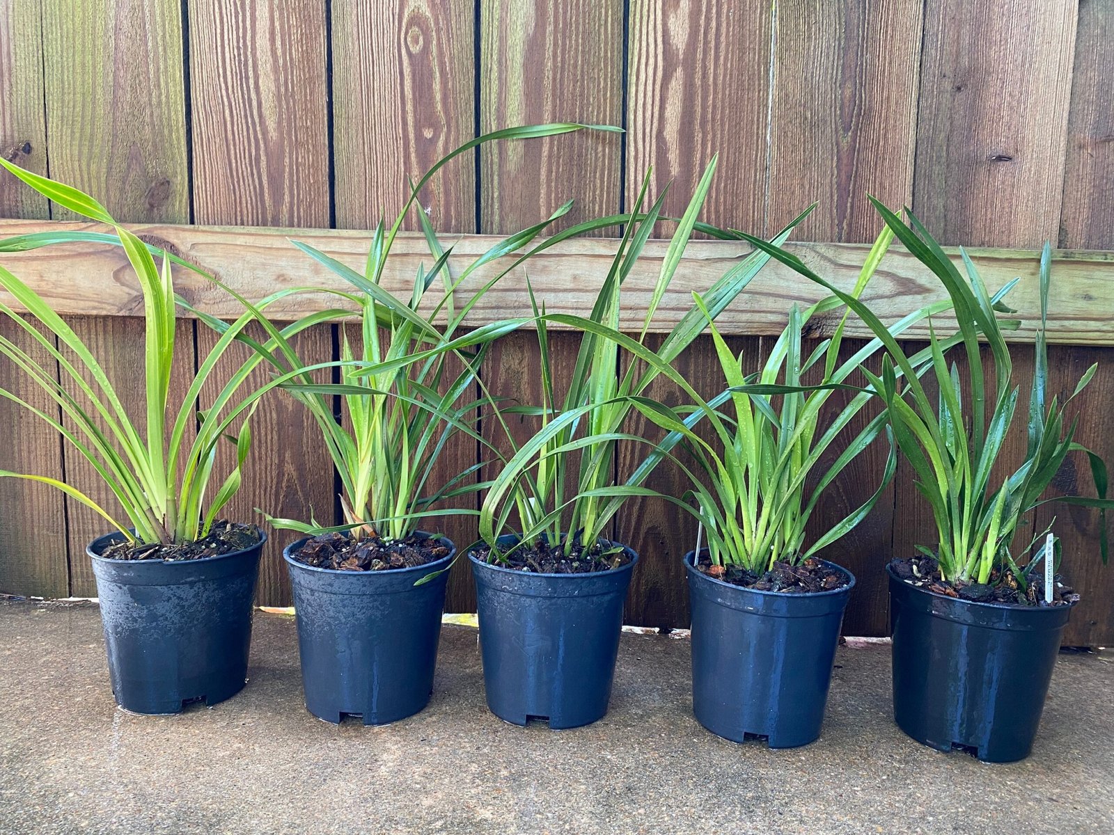 Cymbidium Kusuda Shining (5″ pot) - Everything Orchids