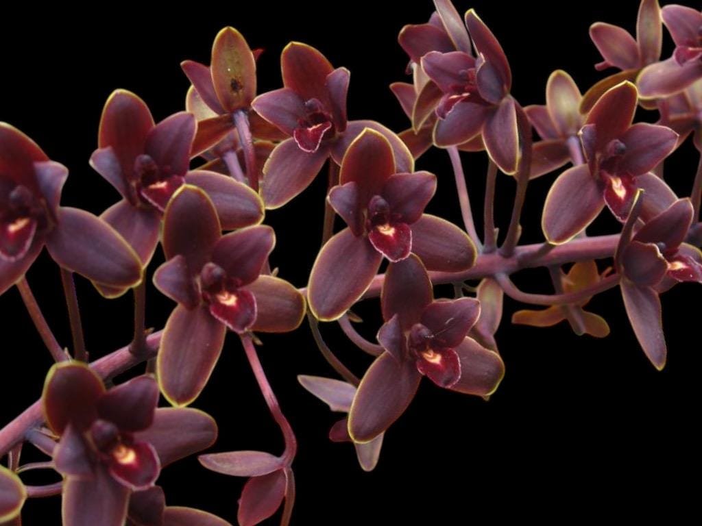 Cymbidium Little Black Sambo ‘Black Magic’ (4” Pot) - Everything Orchids