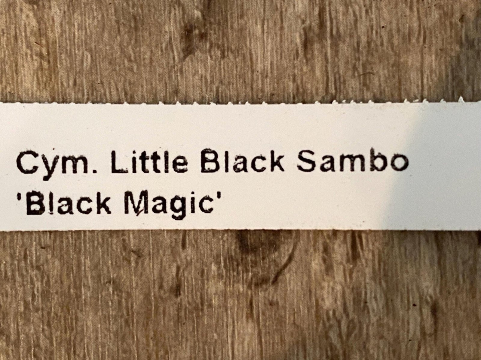 Cymbidium Little Black Sambo ‘Black Magic’ (4” Pot) - Everything Orchids