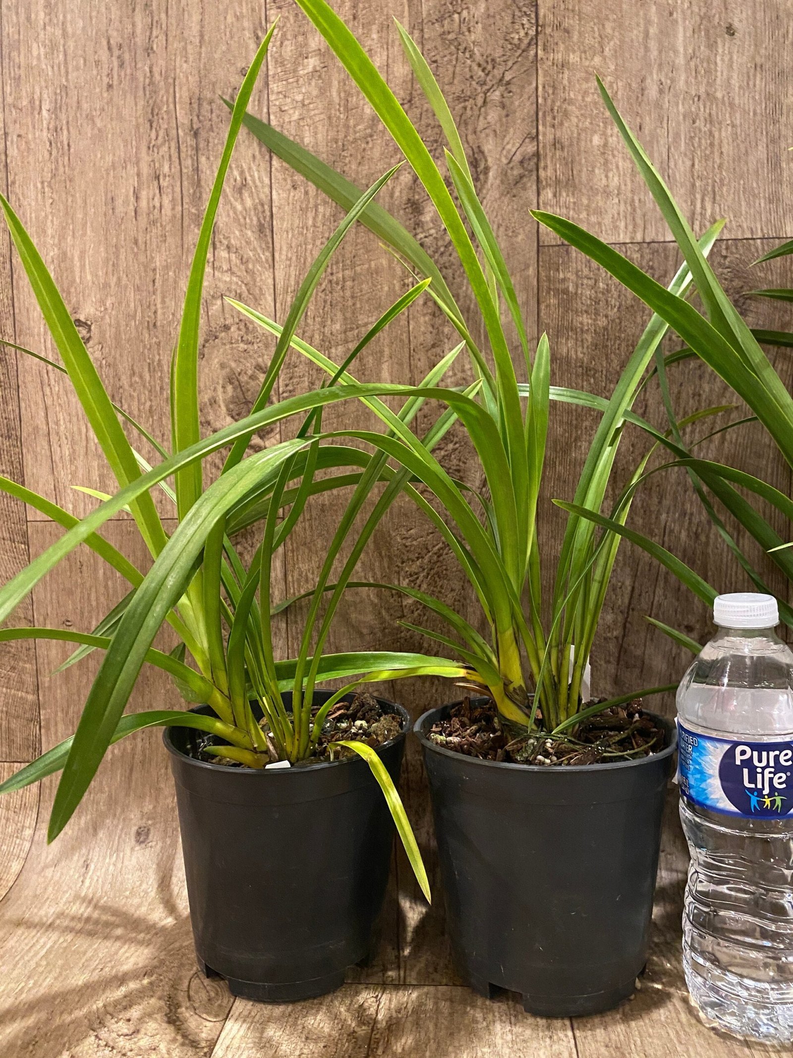 Cymbidium Passionate Rod (5″ pot) - Everything Orchids