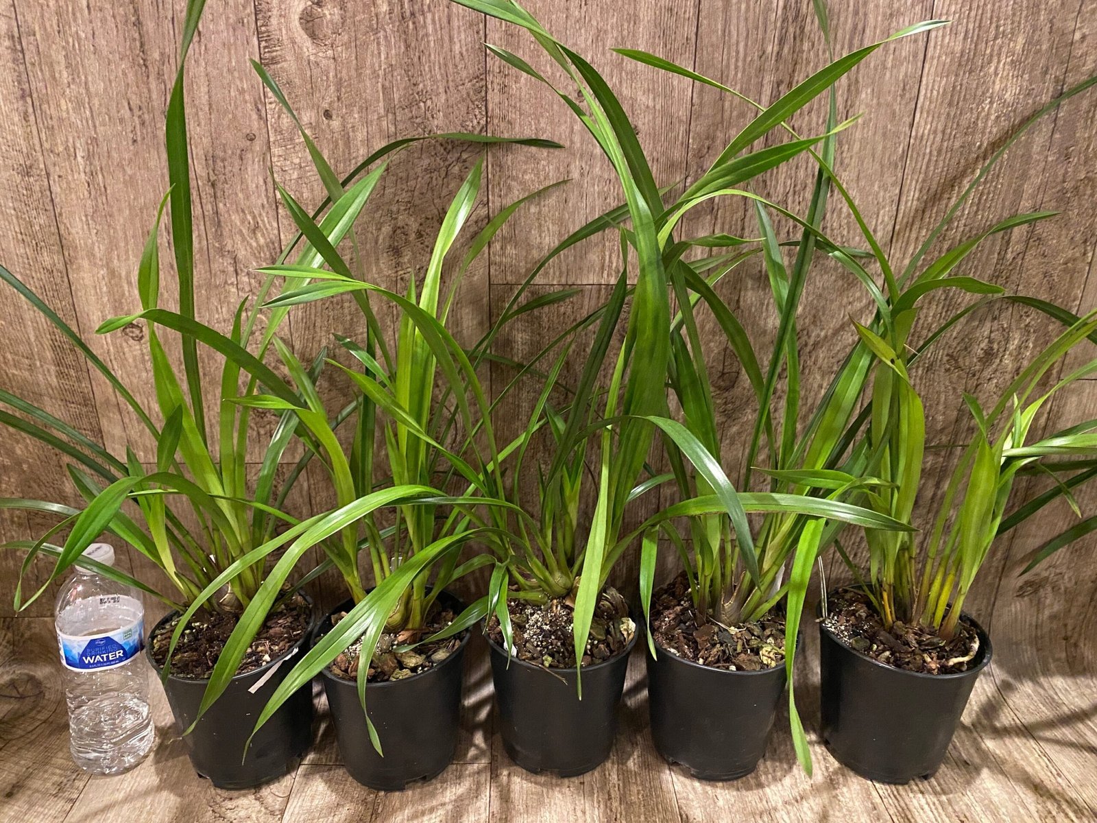 Cymbidium Peter Pan ‘Lawson’s #5’ x Ruby Lips #1 (5″ pot) - Everything ...